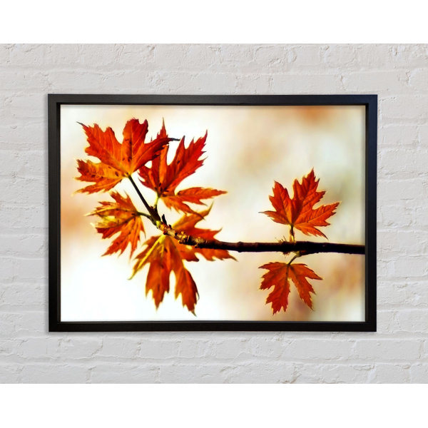 Bright Star See You In Spring - Single Picture Frame Print on Canvas ...