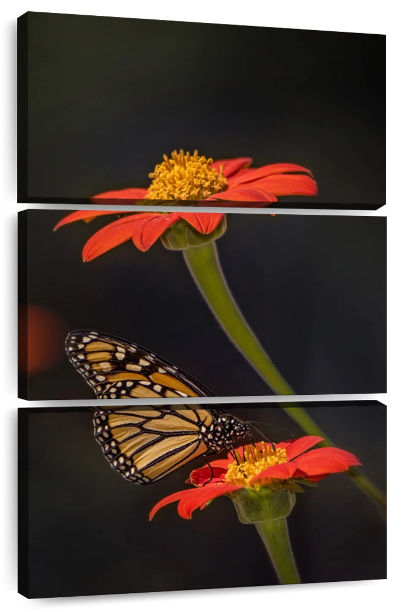 Gracie Oaks Butterfly Portrait I | Wayfair