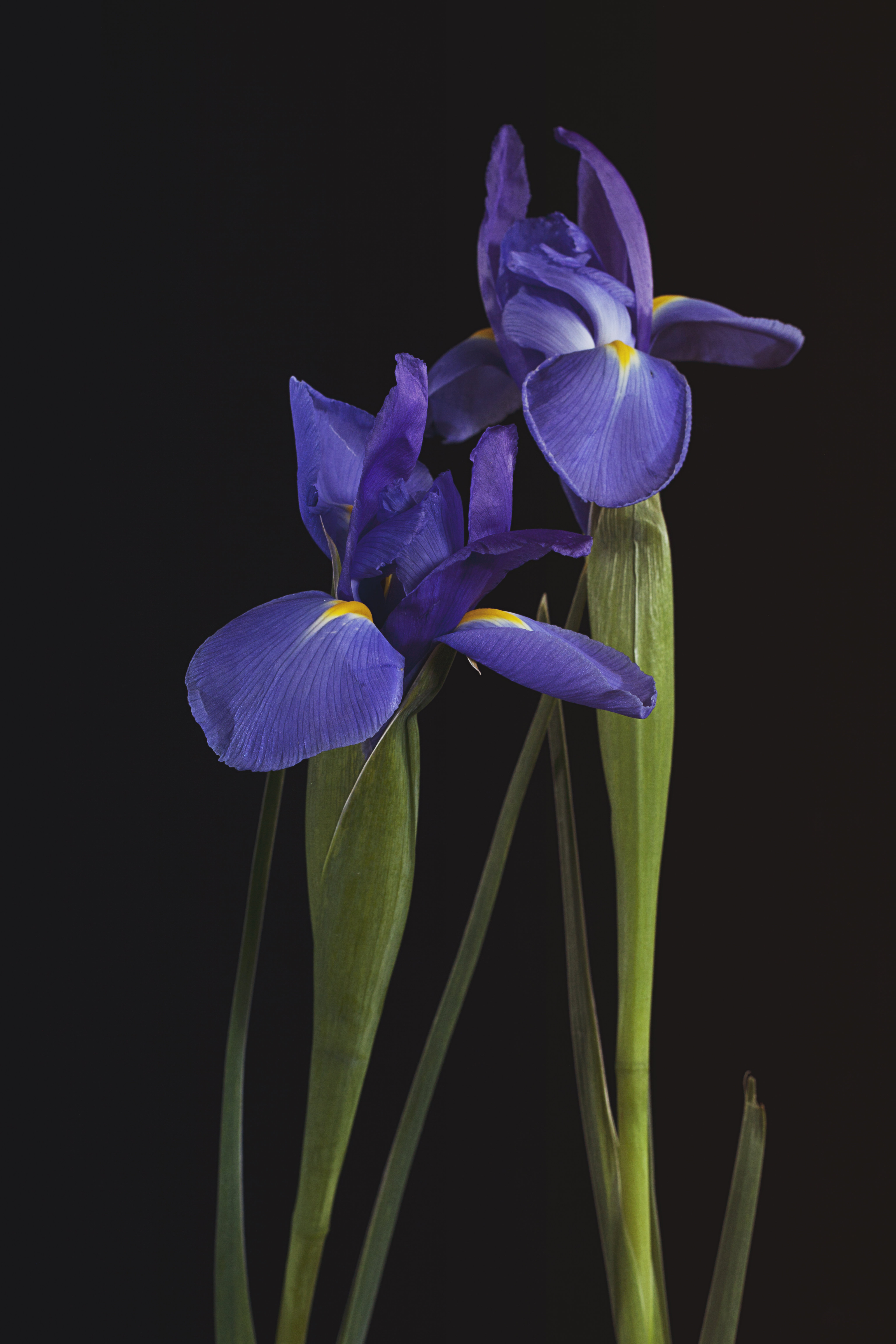 Rosalind Wheeler Iris on Black I by Laura Marshall - Photograph ...