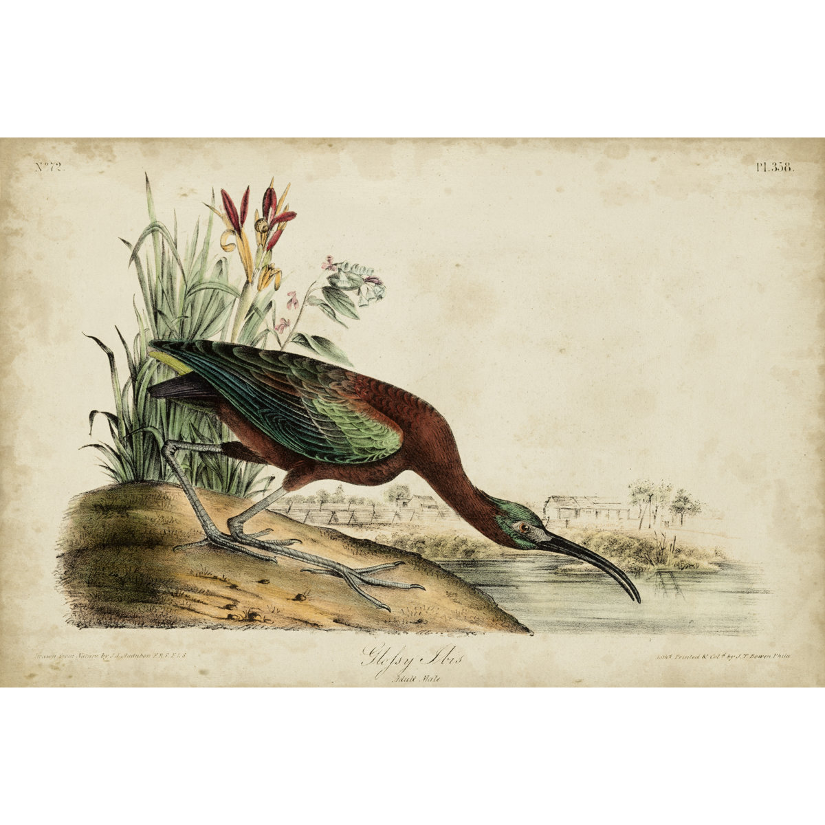 Brambly Cottage Glossy Ibis by John Audubon - Painting | Wayfair.co.uk