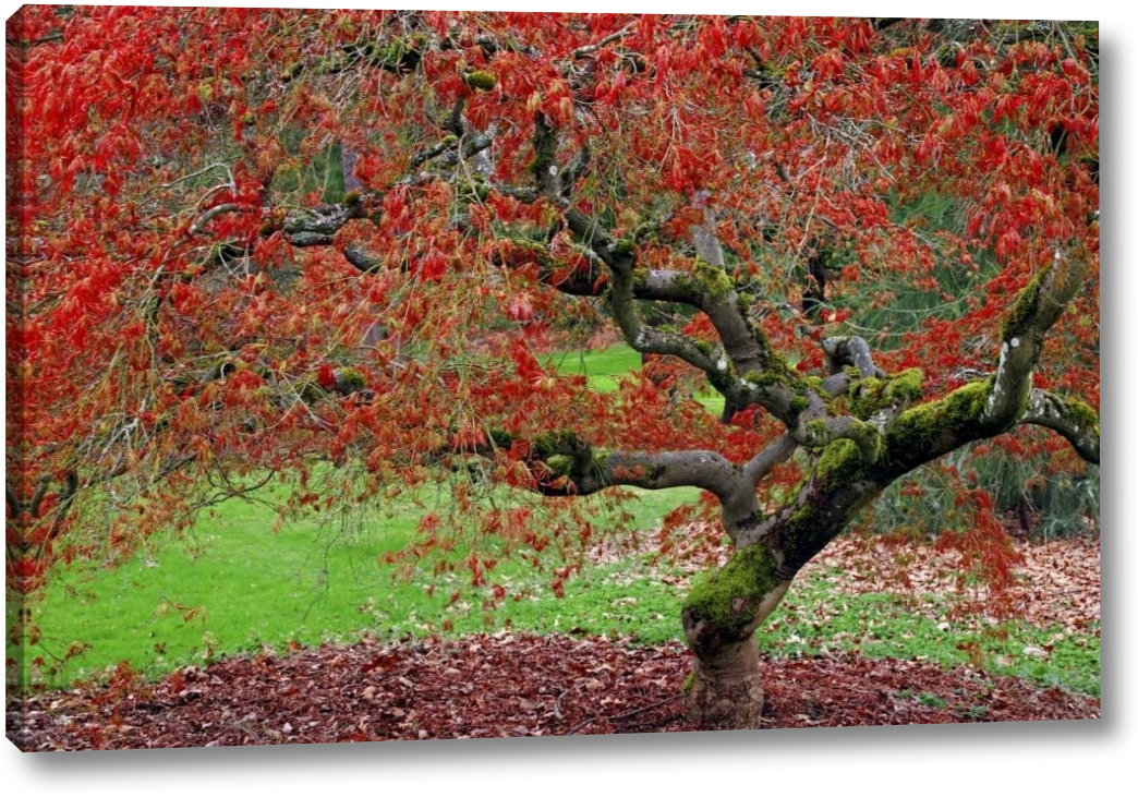 World Menagerie 'Wa, Seattle Japanese Maple Tree' Photographic Print on ...