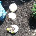Design Toscano 3 Piece Out of the Shell Baby Turtle Triplet Statue Set ...