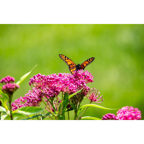 Brambly Cottage Mahliyah Monarch Butterfly Feeding by Cynthia Shirk ...