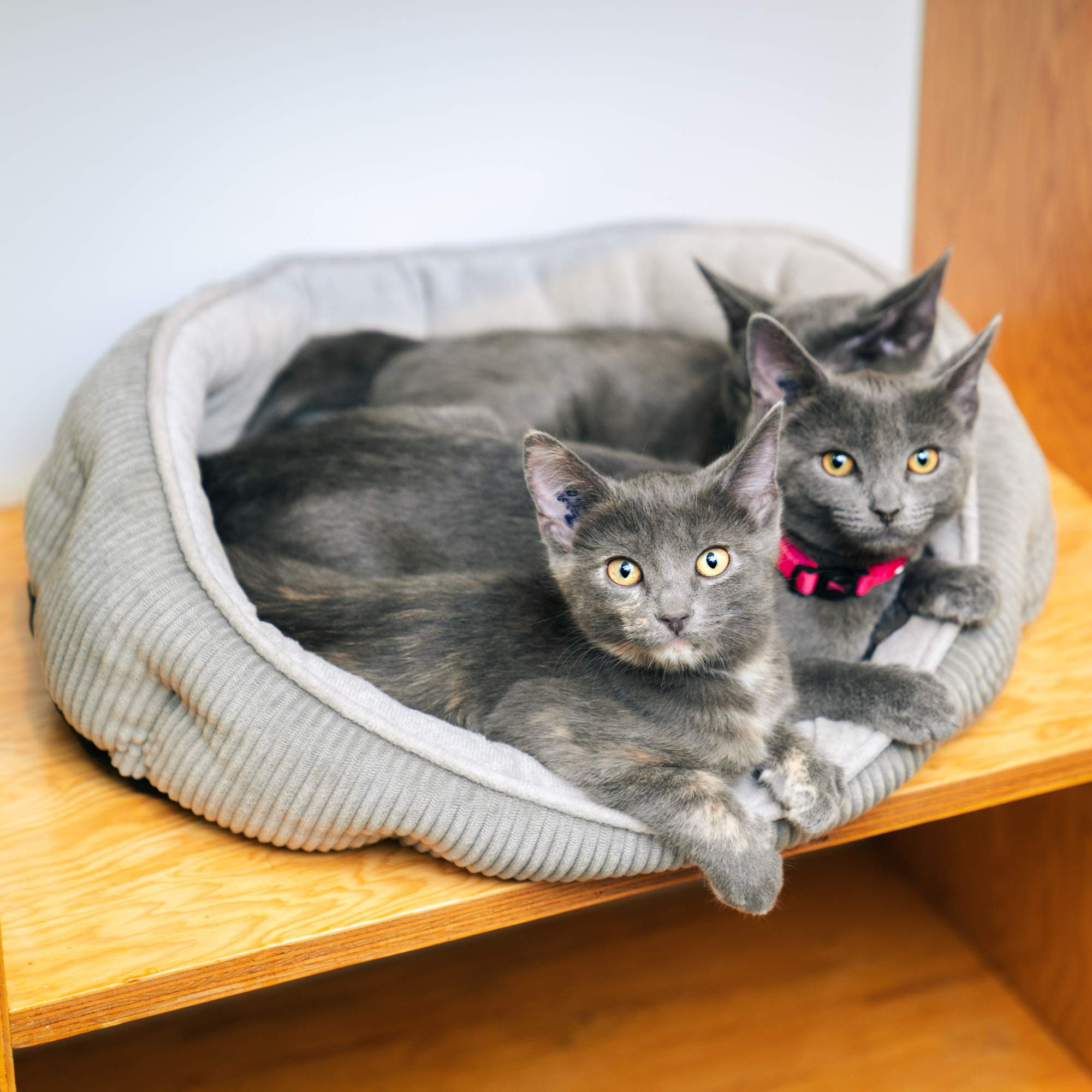 Dovecove Cat Bed For Indoor Cats - Kitten Bed - Machine Washable ...
