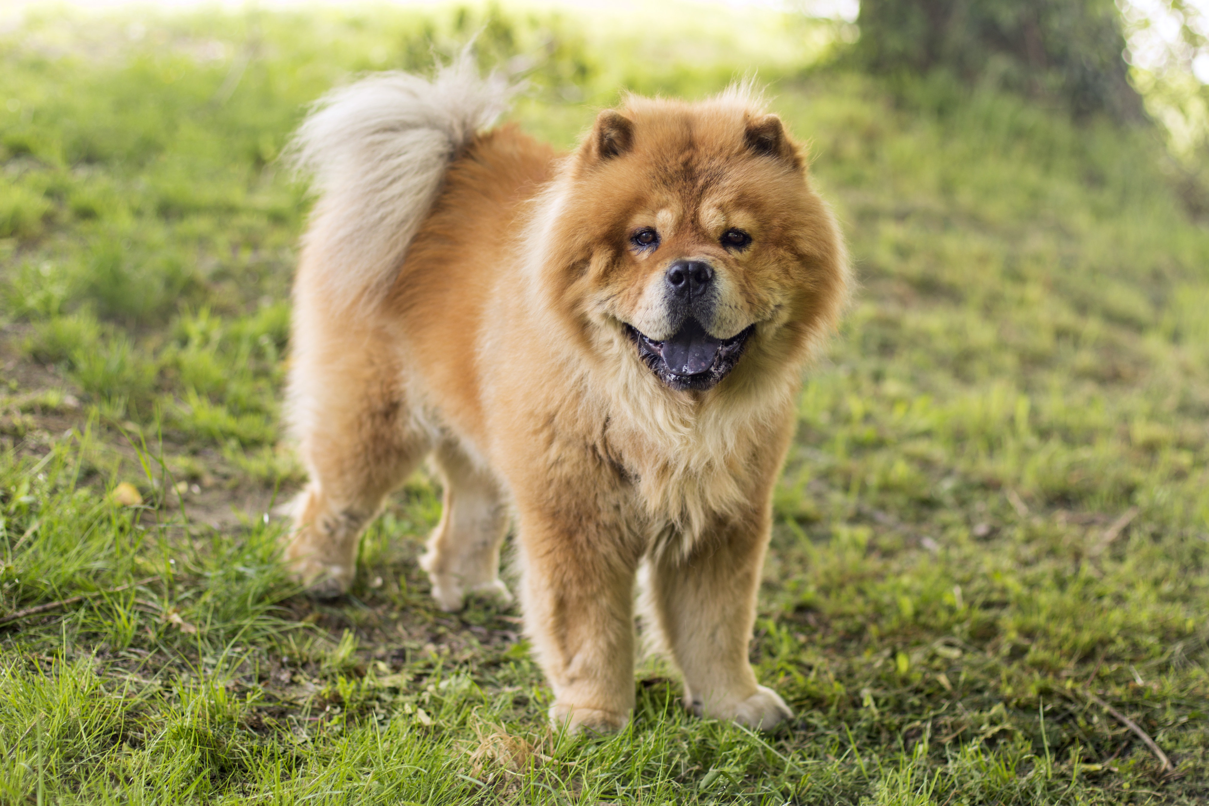 Latitude Run® Chow Chow by Goodlifestudio | Wayfair