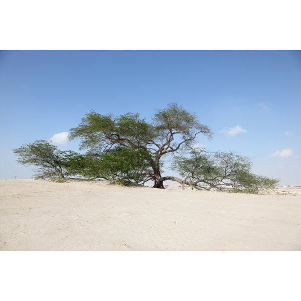 17 Stories Laverl Tree In Bahrain - Wrapped Canvas Photograph | Wayfair ...