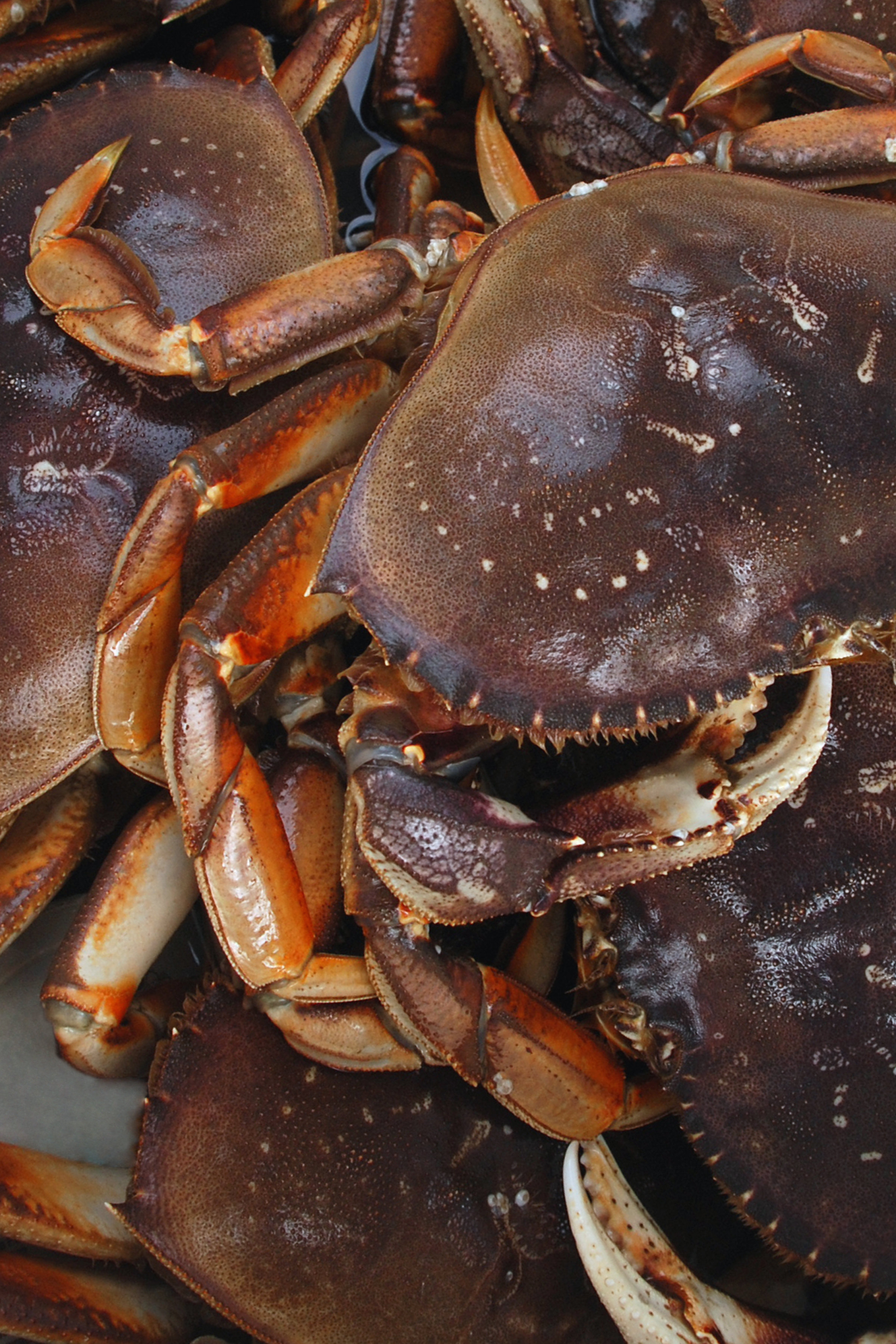 Highland Dunes Dungeness Crab by Mattabbe | Wayfair