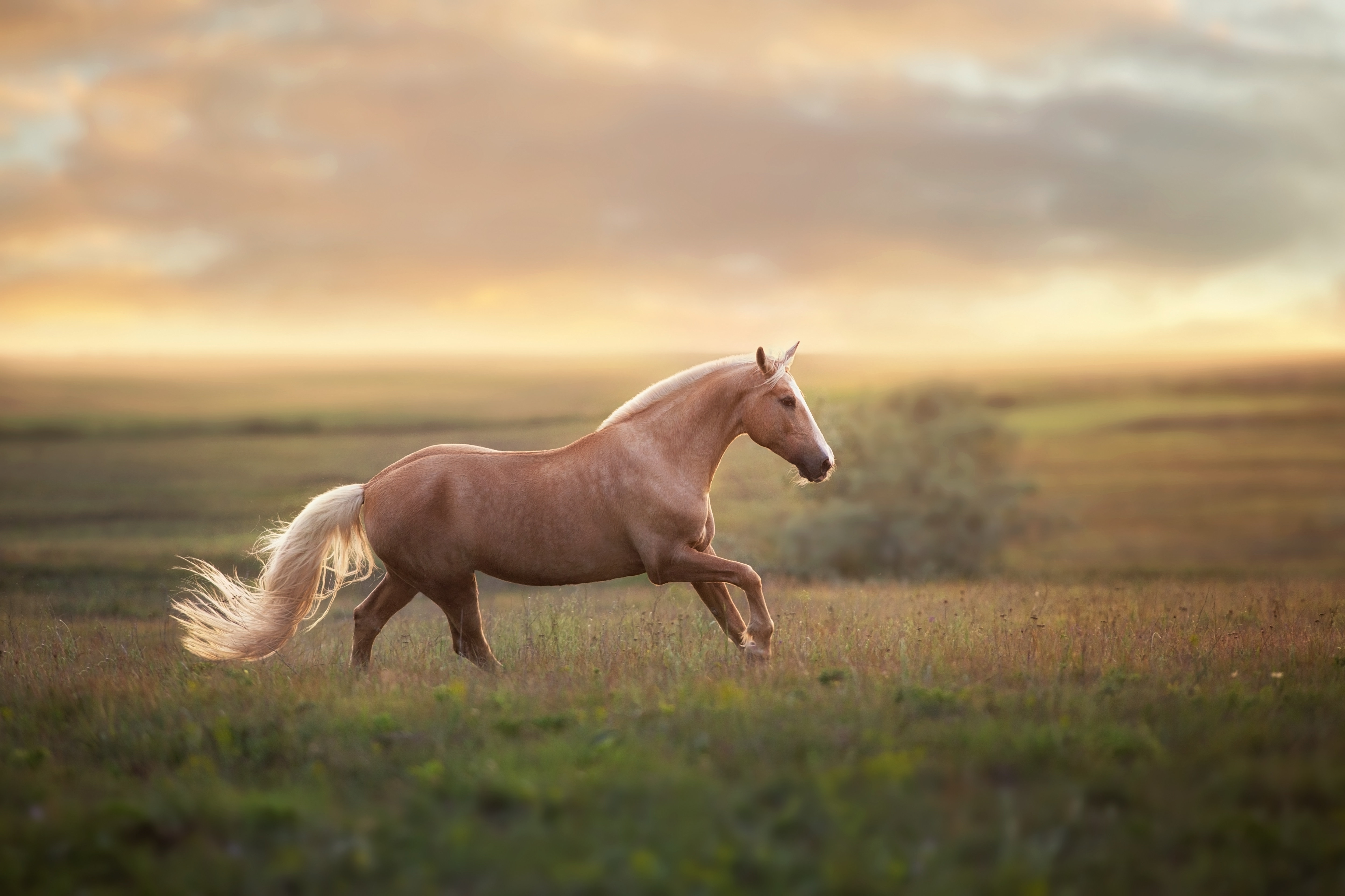 Union Rustic Palomino Horse at Sunset - Wrapped Canvas Photograph | Wayfair