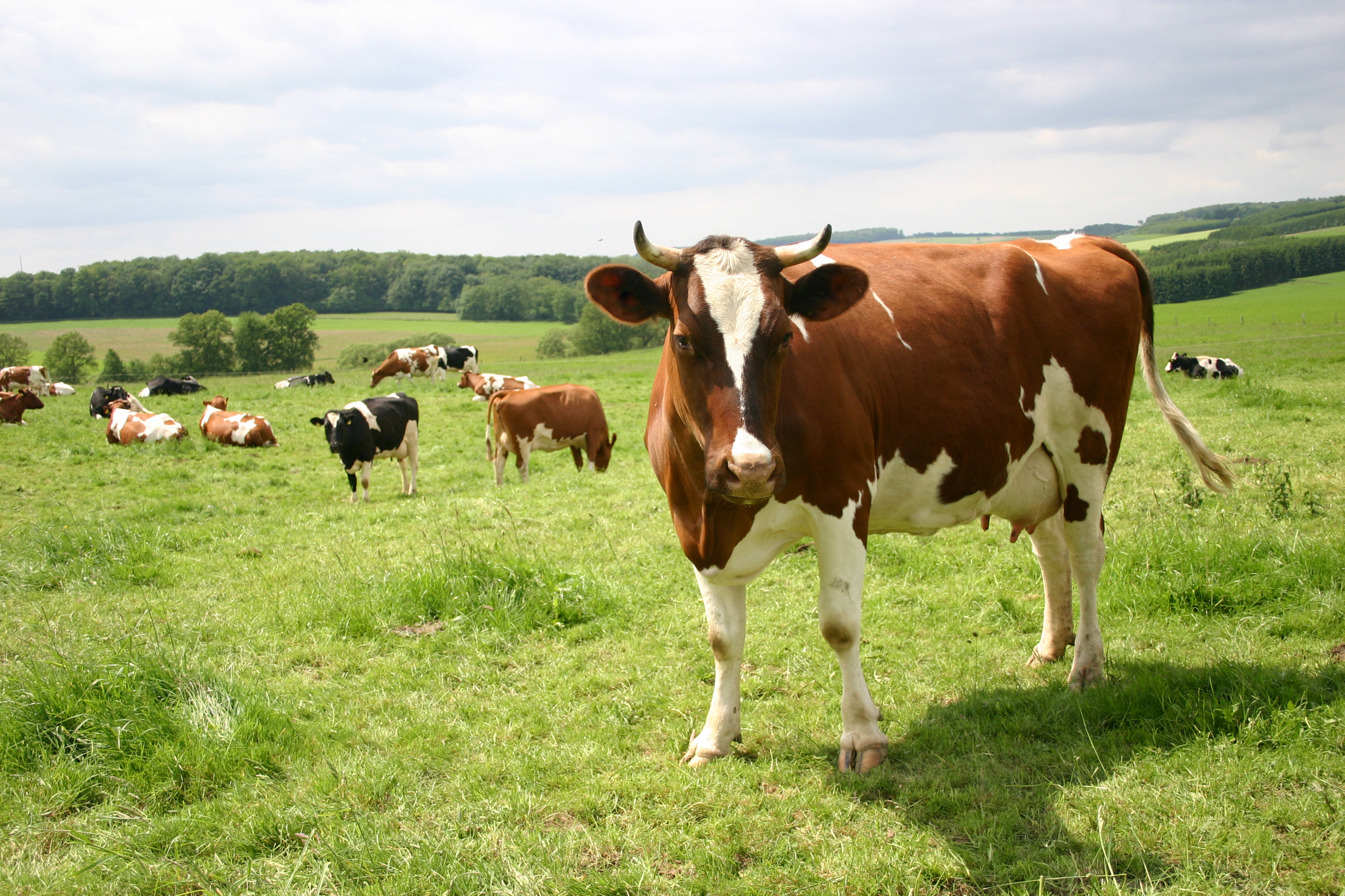 Gracie Oaks German Cow Group - Wrapped Canvas Photograph | Wayfair