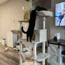 Archie & Oscar™ Timmins 78.3" Multi-Level Cat Tree with Cat Scratching ...