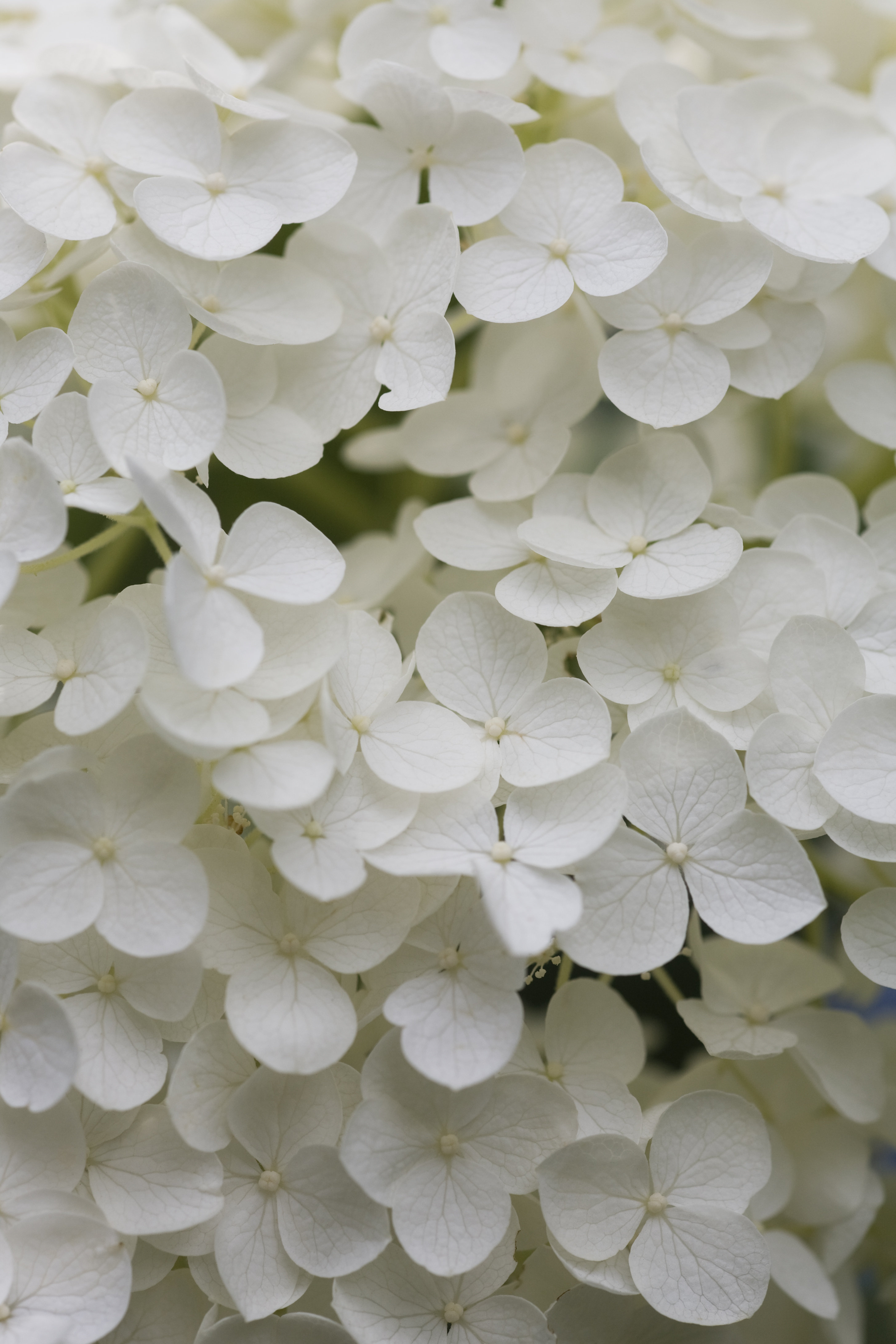 Latitude Run White Hydrangea by Ooyoo - Print | Wayfair.co.uk