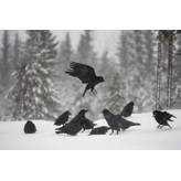Millwood Pines Raven, Corvus Corax by Mikelane45 - Wrapped Canvas ...