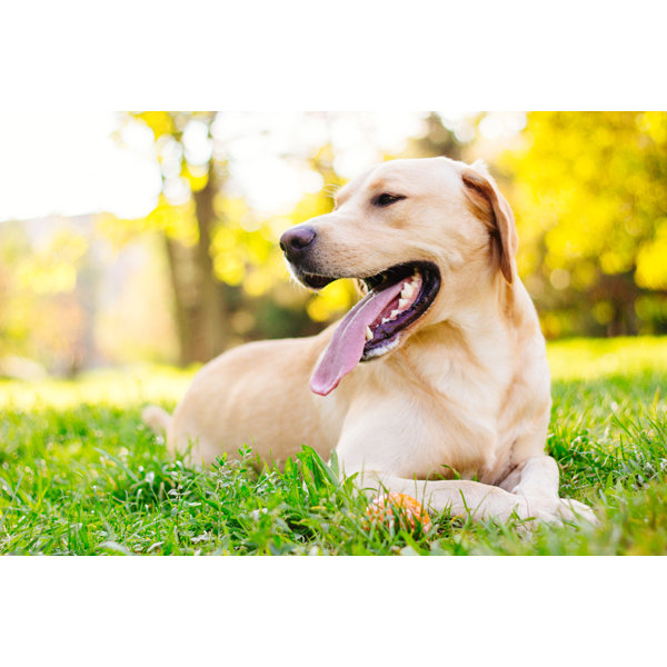 Latitude Run Labrador Retriever by Sanjagrujic - Wrapped Canvas Print ...