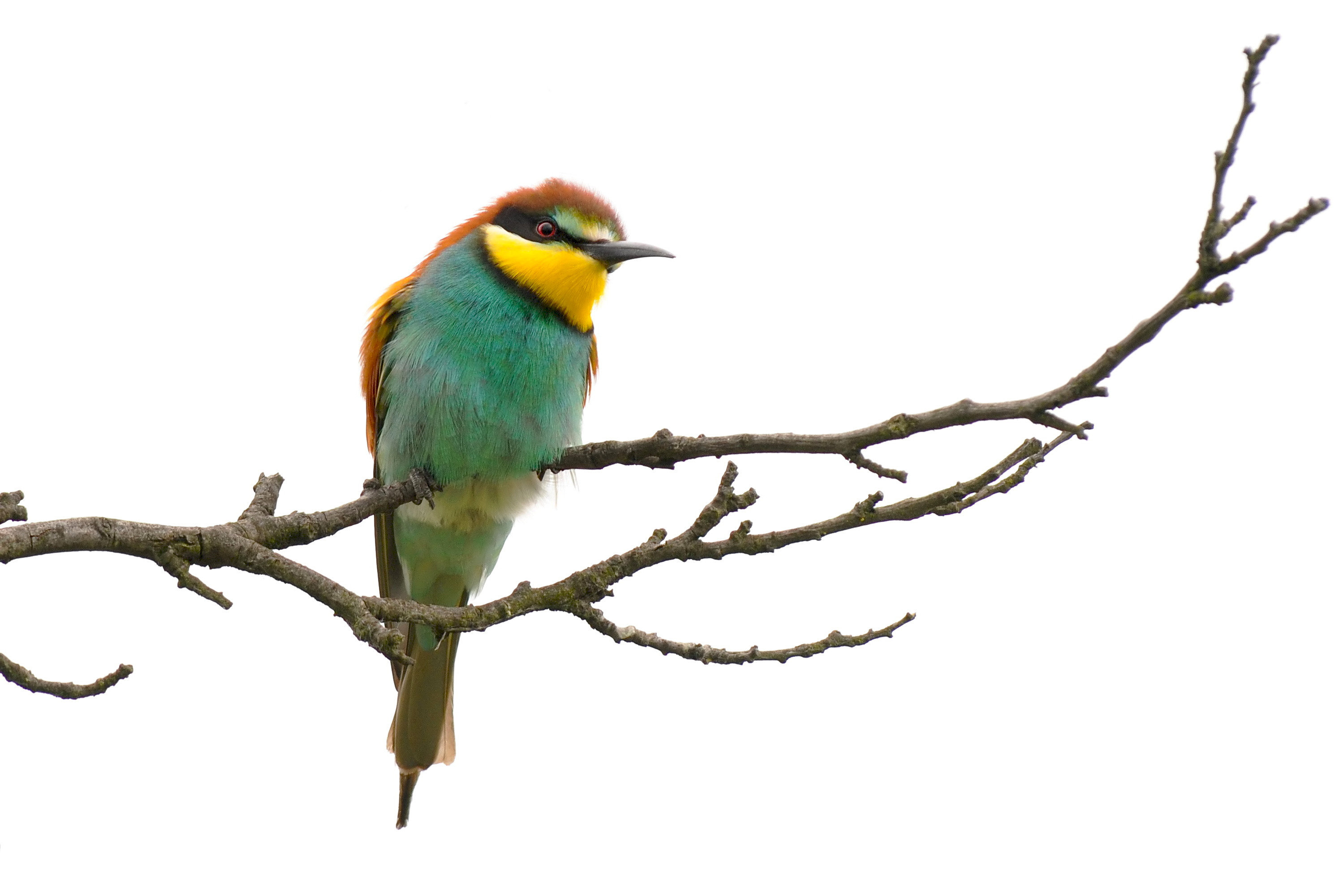 Ebern Designs Bee Eater by Karelgallas - Wrapped Canvas Photograph ...