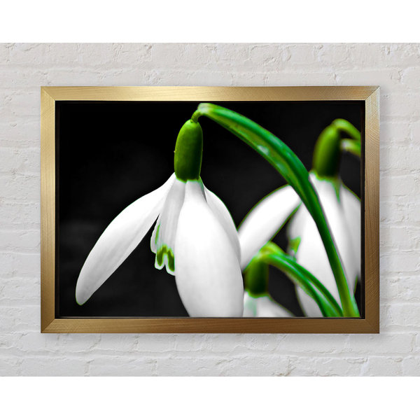 Ebern Designs Snowdrop Flower - Single Picture Frame Print | Wayfair.co.uk