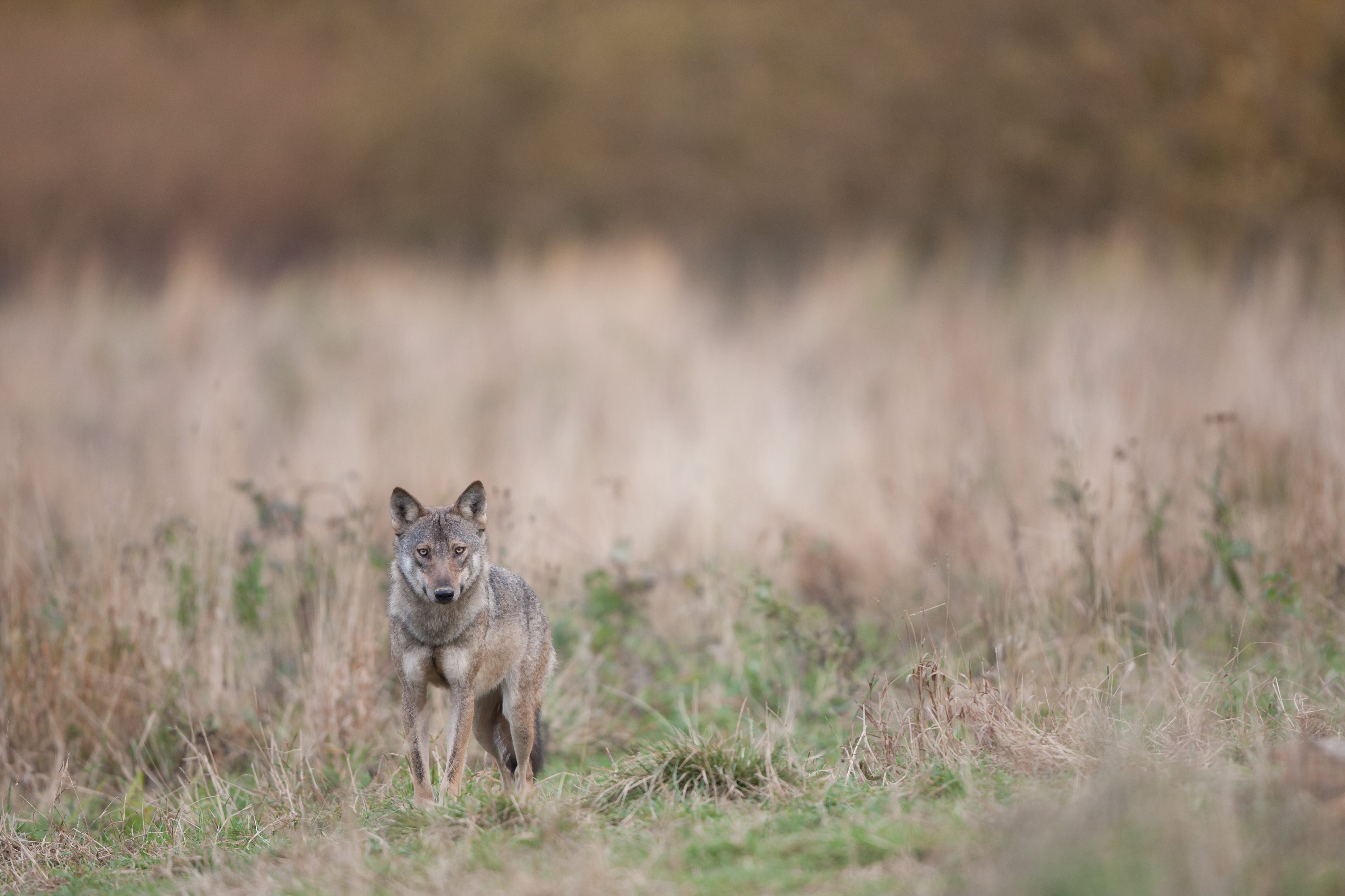 Millwood Pines Gray Wolf - Wrapped Canvas Photograph | Wayfair