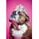 Marlow Home Co. British Bulldog Pink Princess by RyanJLane - Print ...