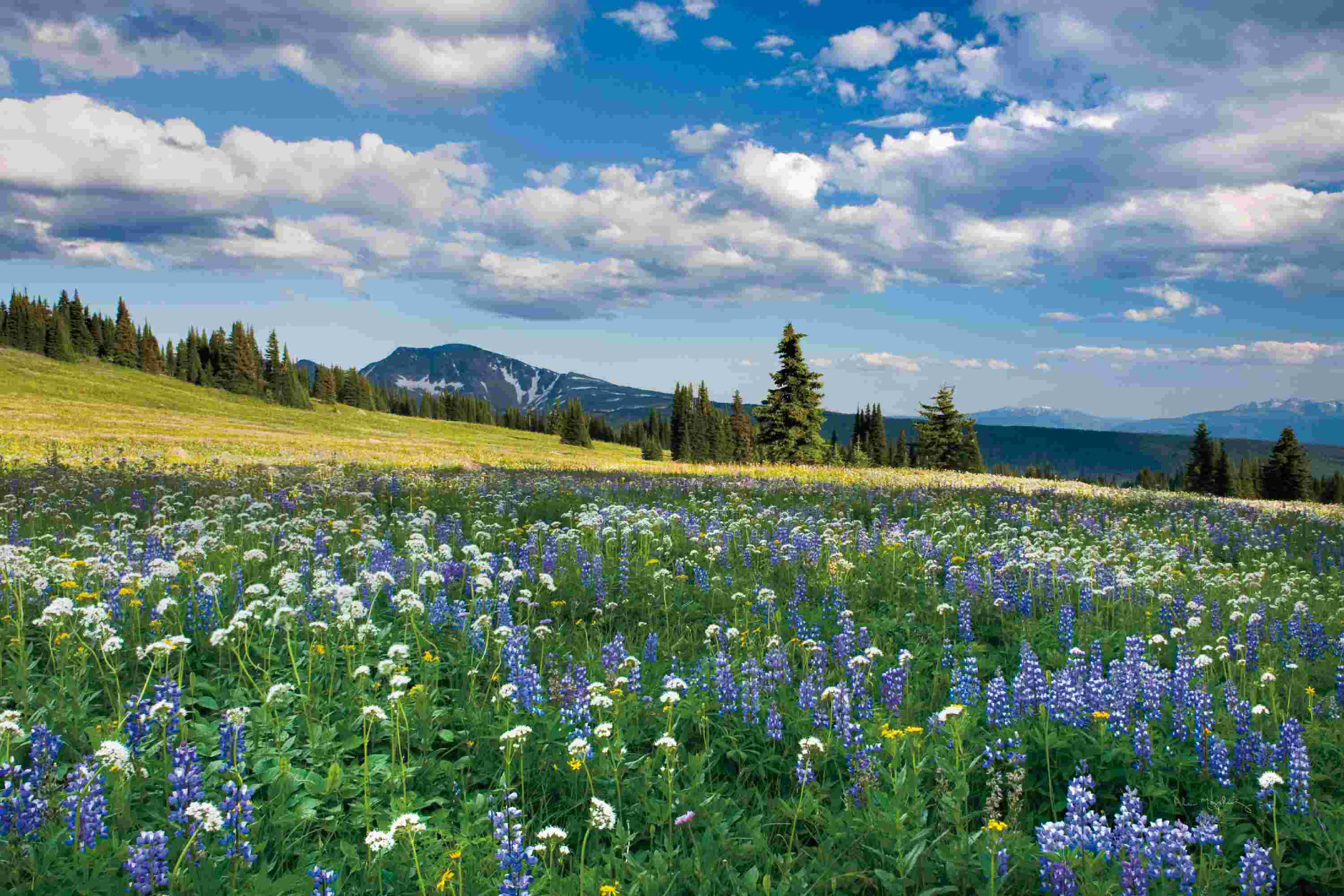 Gracie Oaks Trophy Meadows | Wayfair