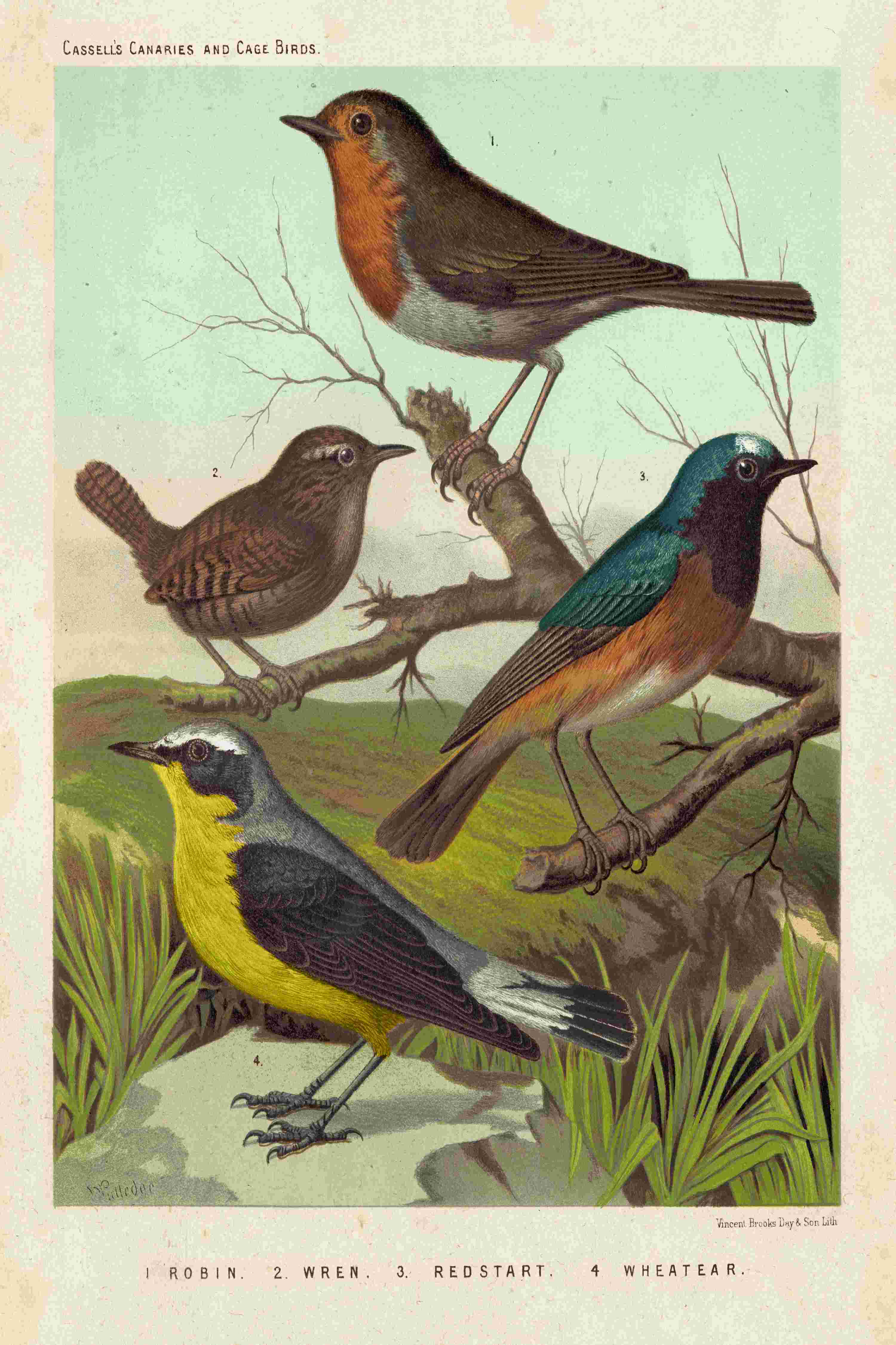 Red Barrel Studio® Robin, Wren & Redstart | Wayfair