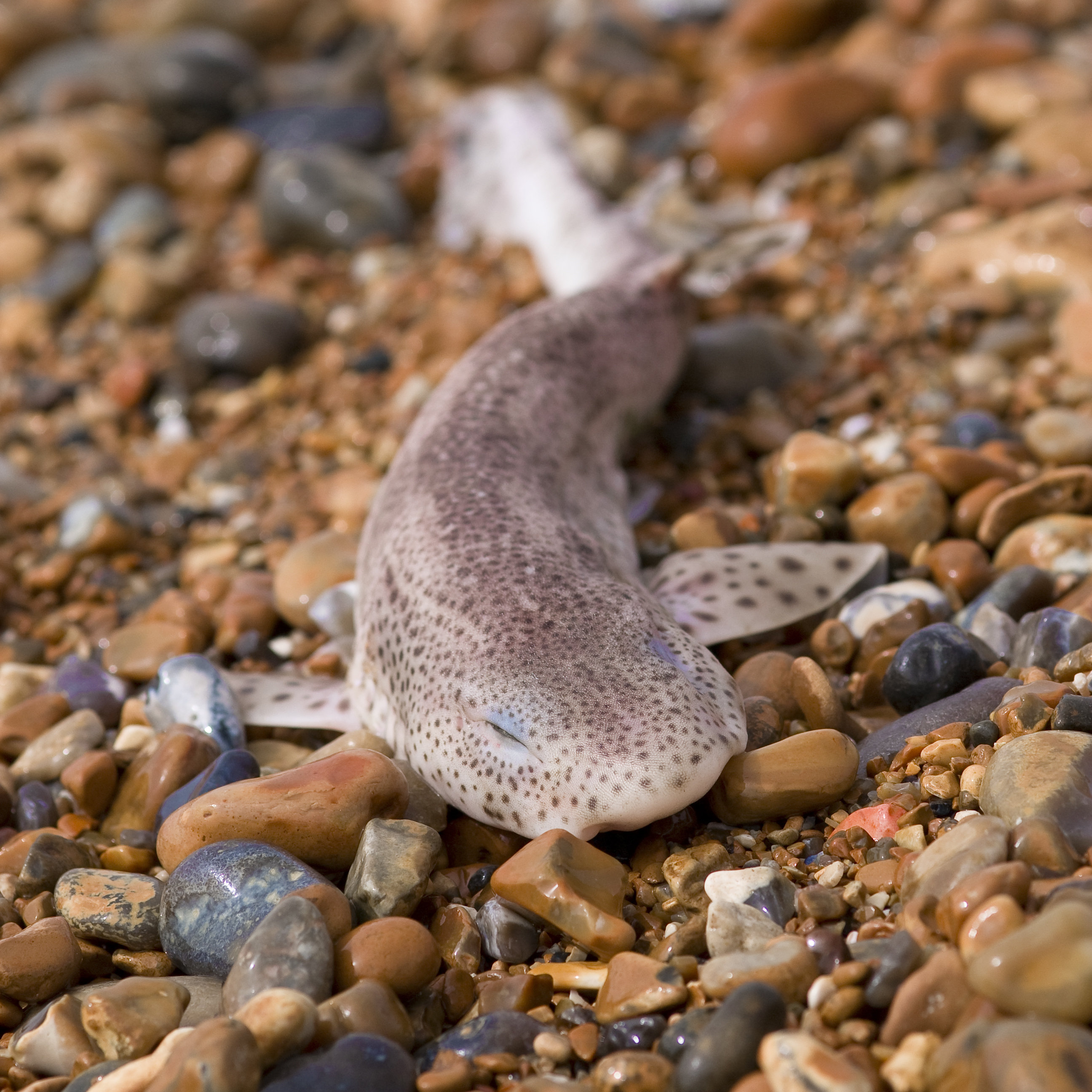 Highland Dunes Lesser Spotted Dogfish by Sdarkly - Wrapped Canvas ...