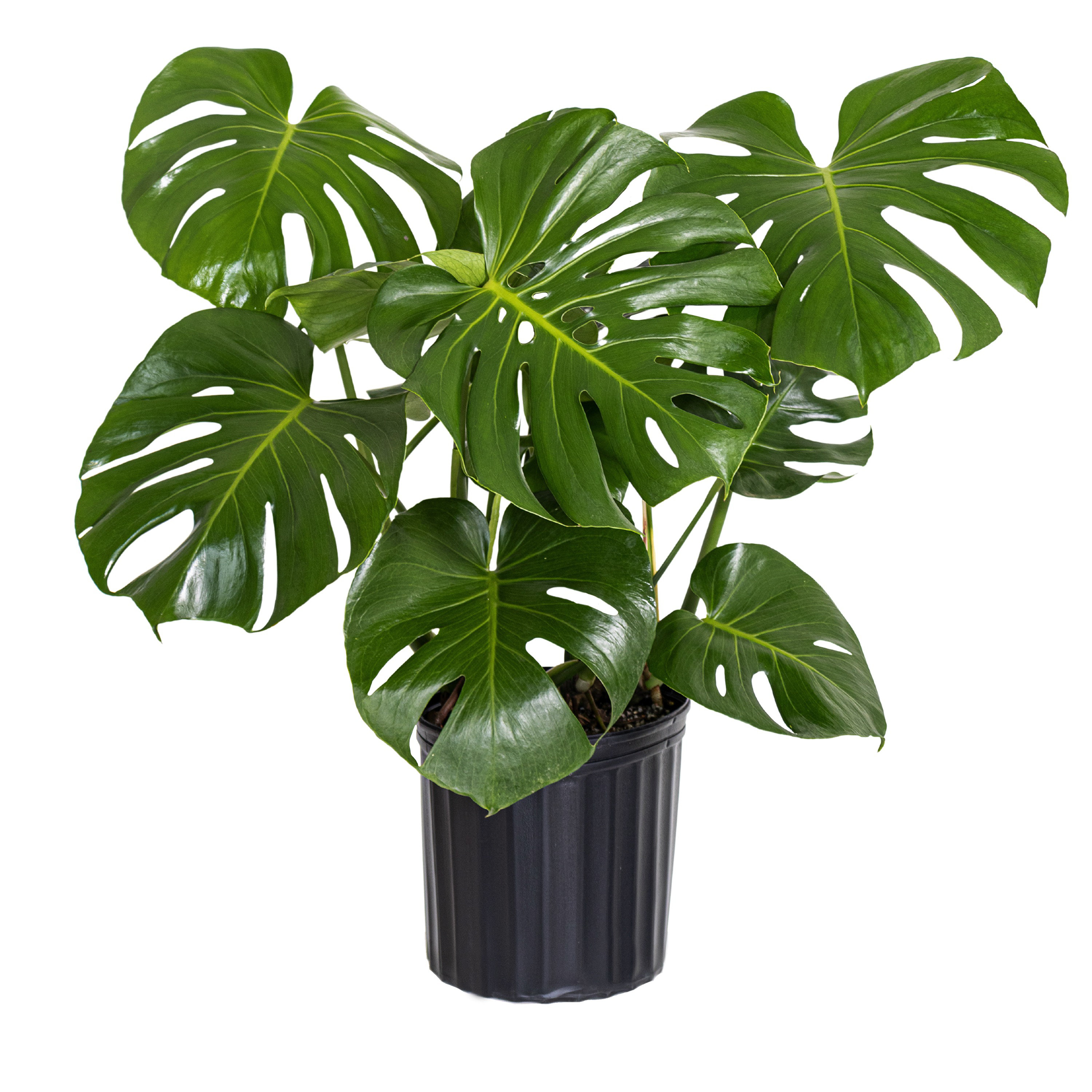 United Nursery Split Leaf Monstera Deliciosa Live Indoor Houseplant In ...