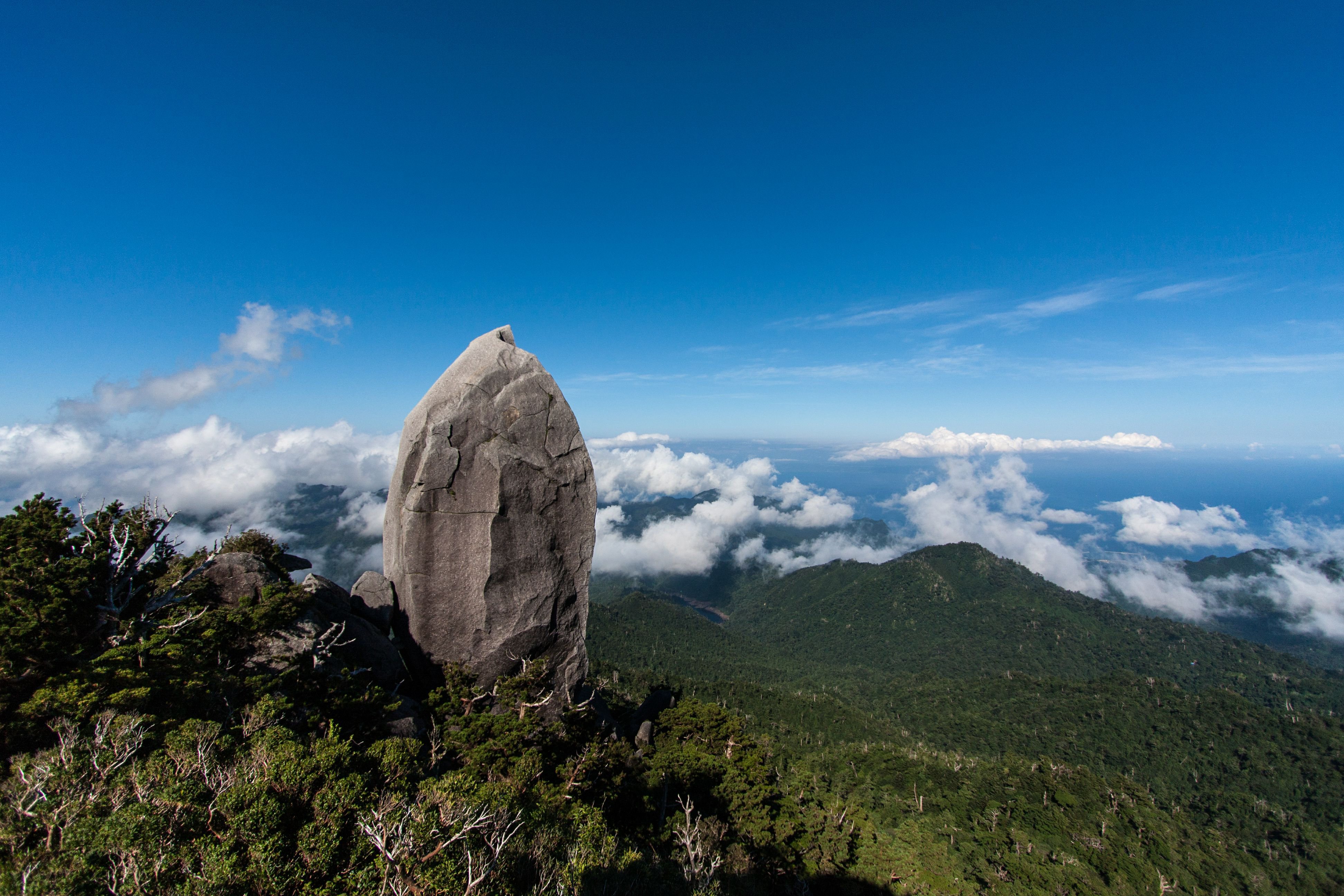 Millwood Pines Yakushima Megalith by Norihisa Taguchi - Wrapped Canvas ...