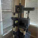 Archie & Oscar™ Timmins 78.3" Multi-Level Cat Tree with Cat Scratching ...