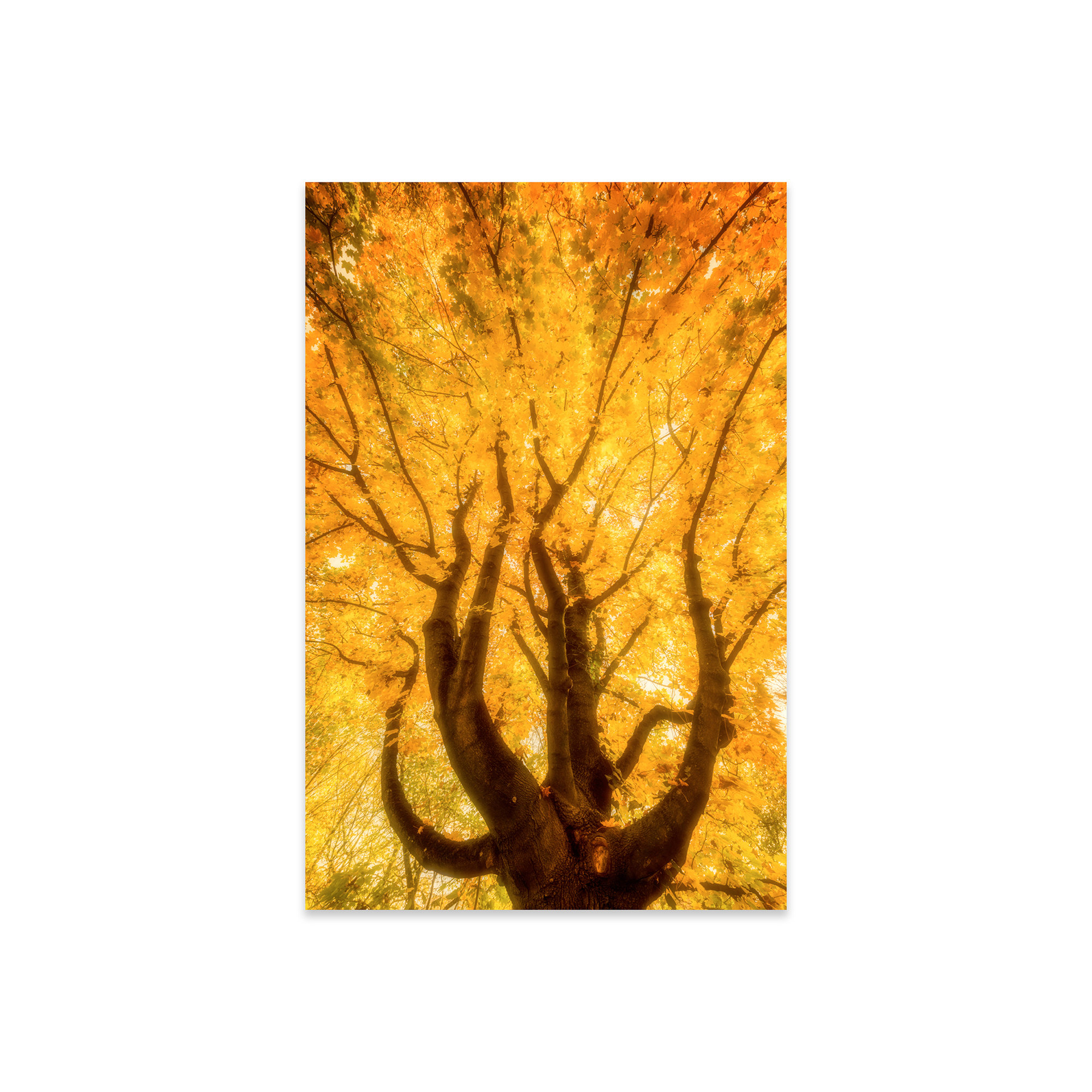 Millwood Pines Fall Flames Print On Acrylic Glass - Wayfair Canada
