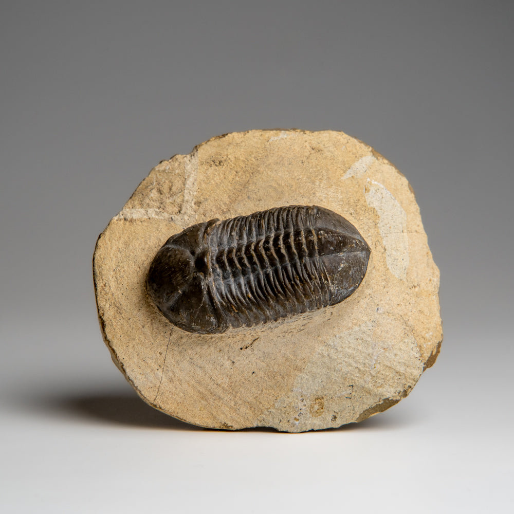 Astro Gallery of Gems Genuine Asaphus Lepidurus Trilobite In Matrix ...