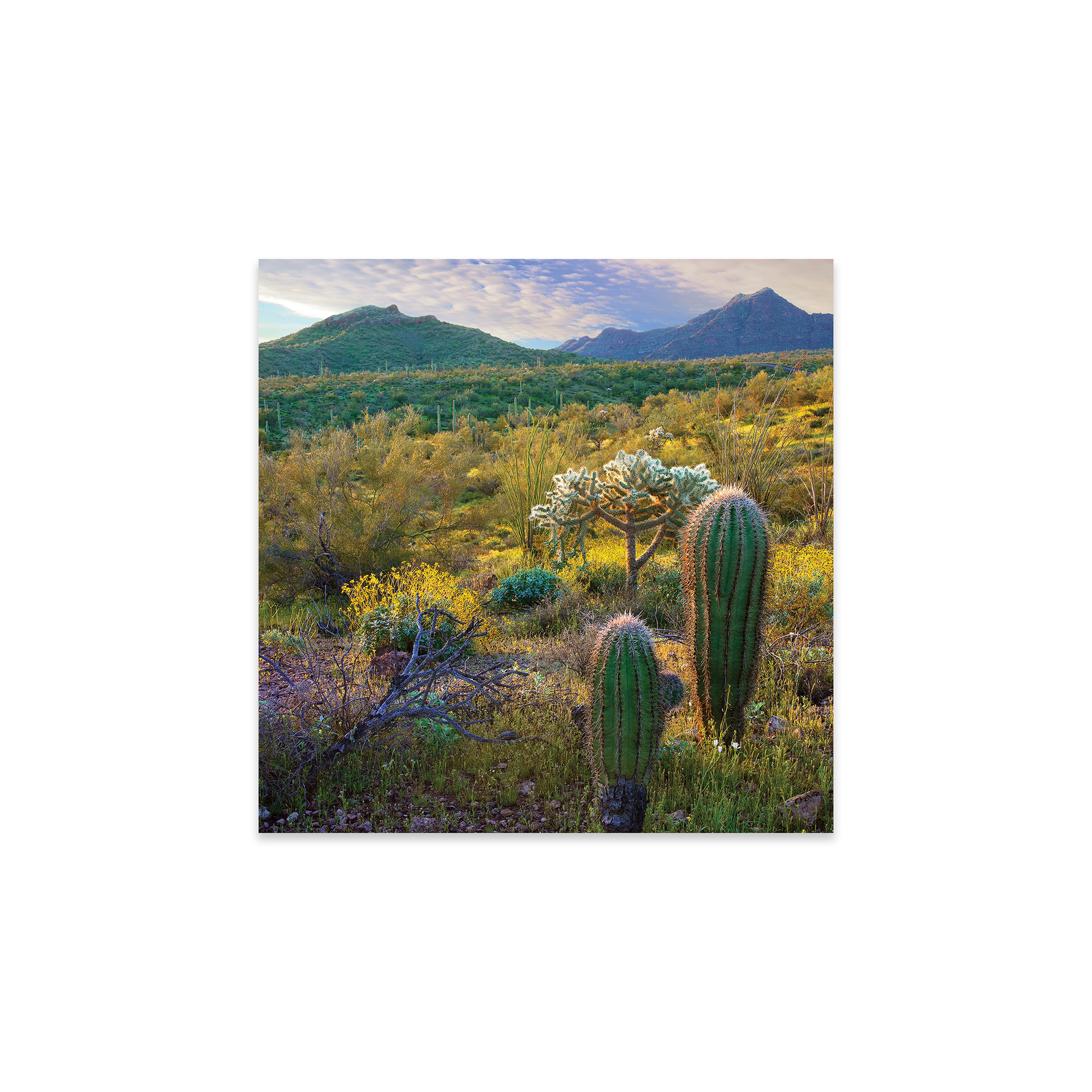 Foundry Select " Ajo Mountains, Organ Pipe Cactus National Monument ...
