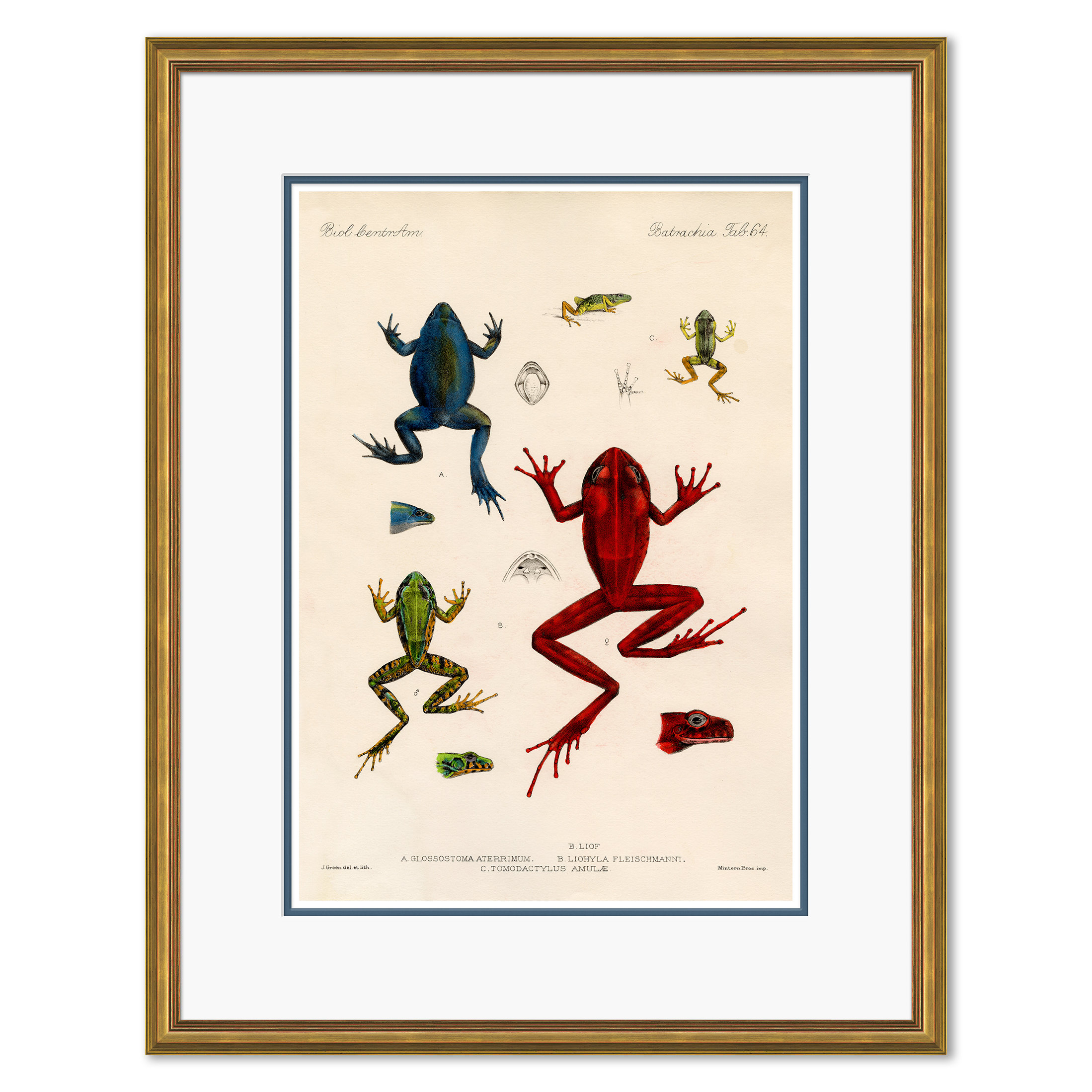Soicher Marin Frogs - Picture Frame Graphic Art Print | Wayfair