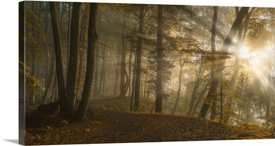 The Twillery Co.® Straub 'Forest Light' by Norbert Maier Photographic ...