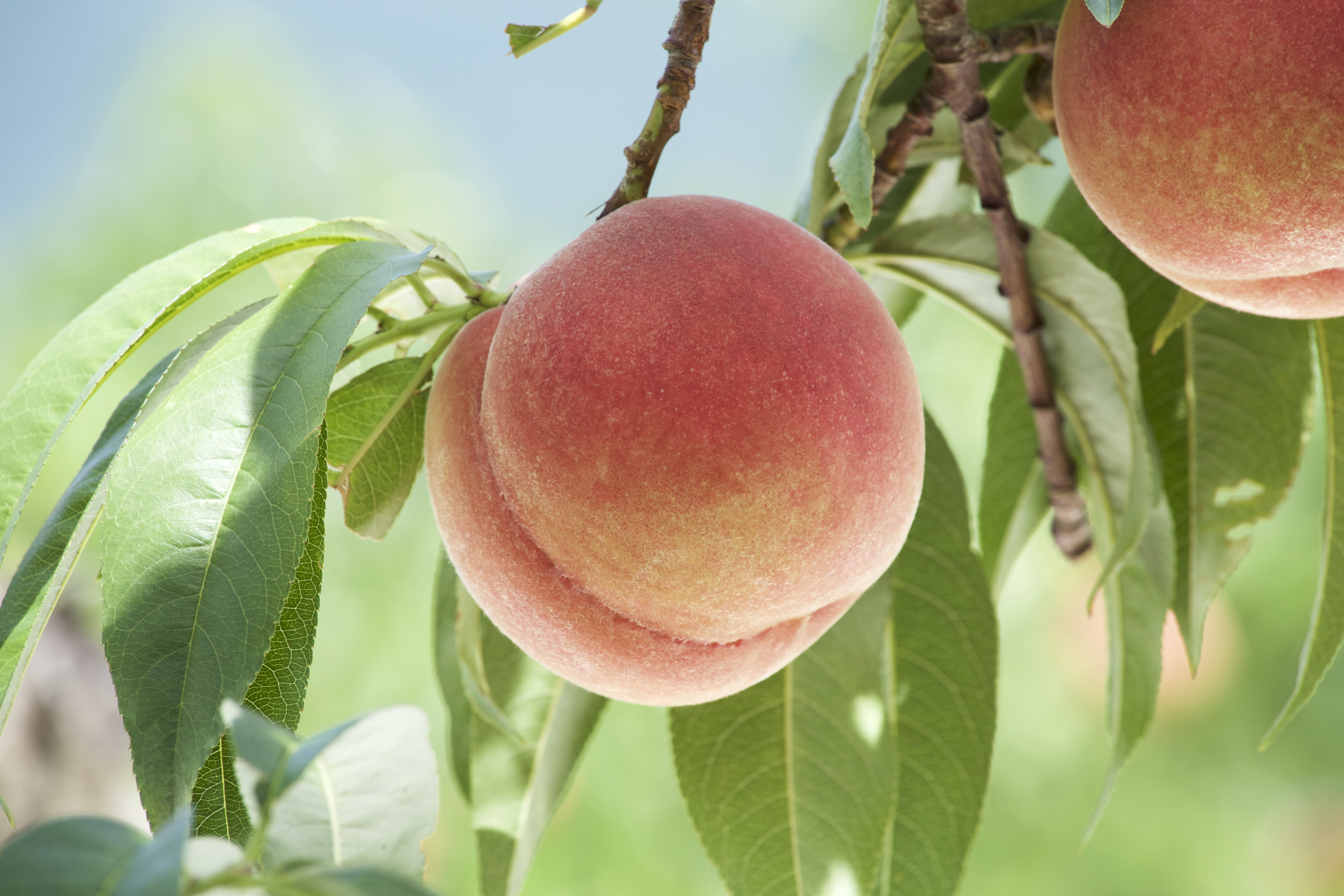 Ebern Designs Peach of Orchard by Billy_Fam - Wrapped Canvas Photograph ...