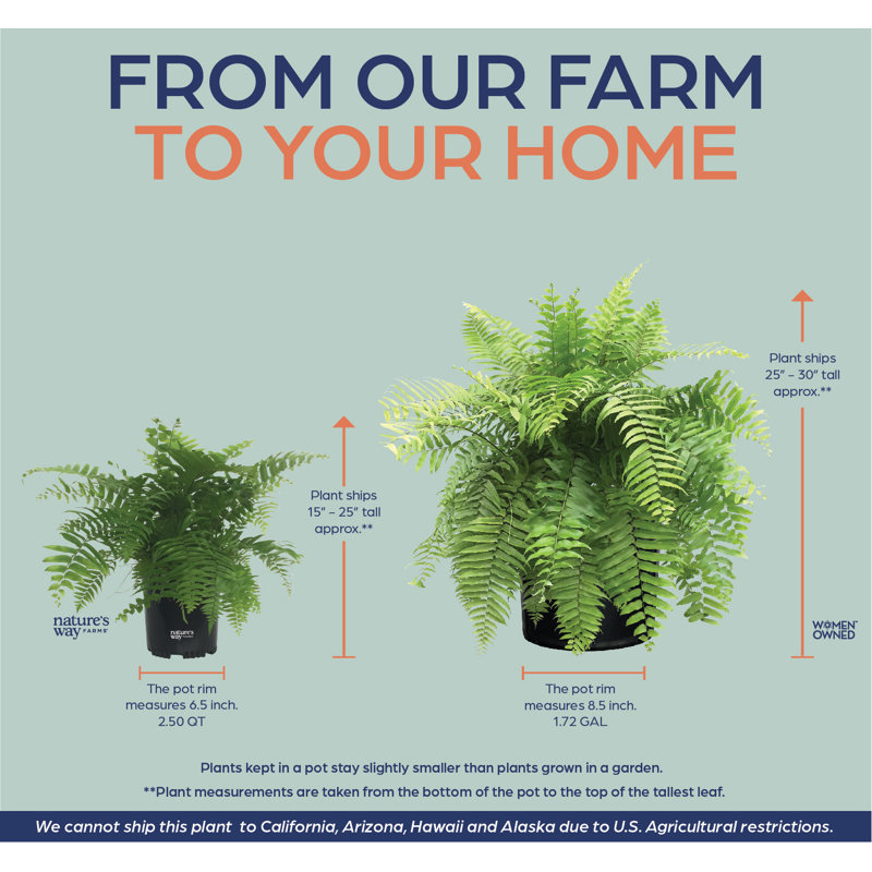 Natures Way Farms Nature's Way Farms Fern Macho Live Plant Tall in ...