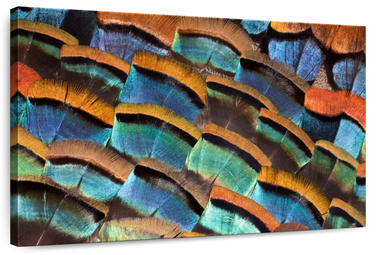 Bungalow Rose Kerner Turkey Ocellated Feathers | Wayfair