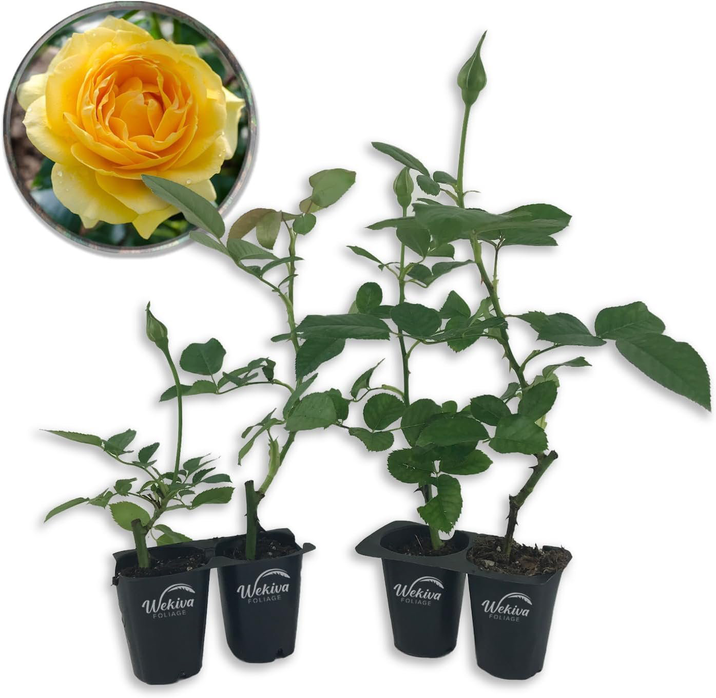 Wekiva Foliage LLC Julia Child Rose Bush - 4 Live Starter Plants in 2 ...