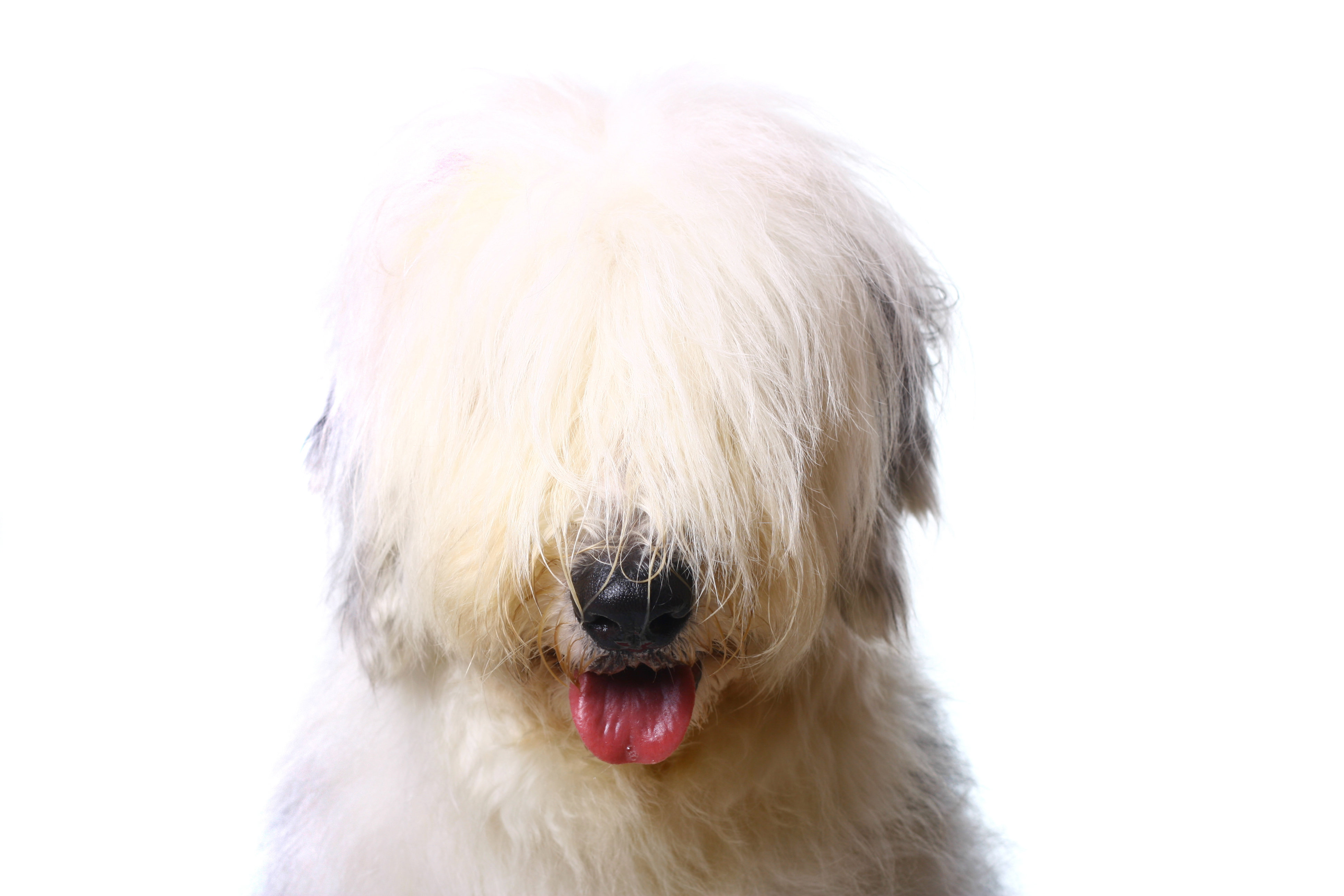 Ebern Designs White Dog by Aleksandarnakic | Wayfair
