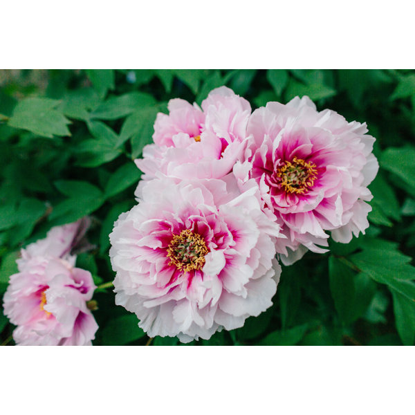 Ebern Designs Clayden Peonies by - Wrapped Canvas Photograph - Wayfair ...