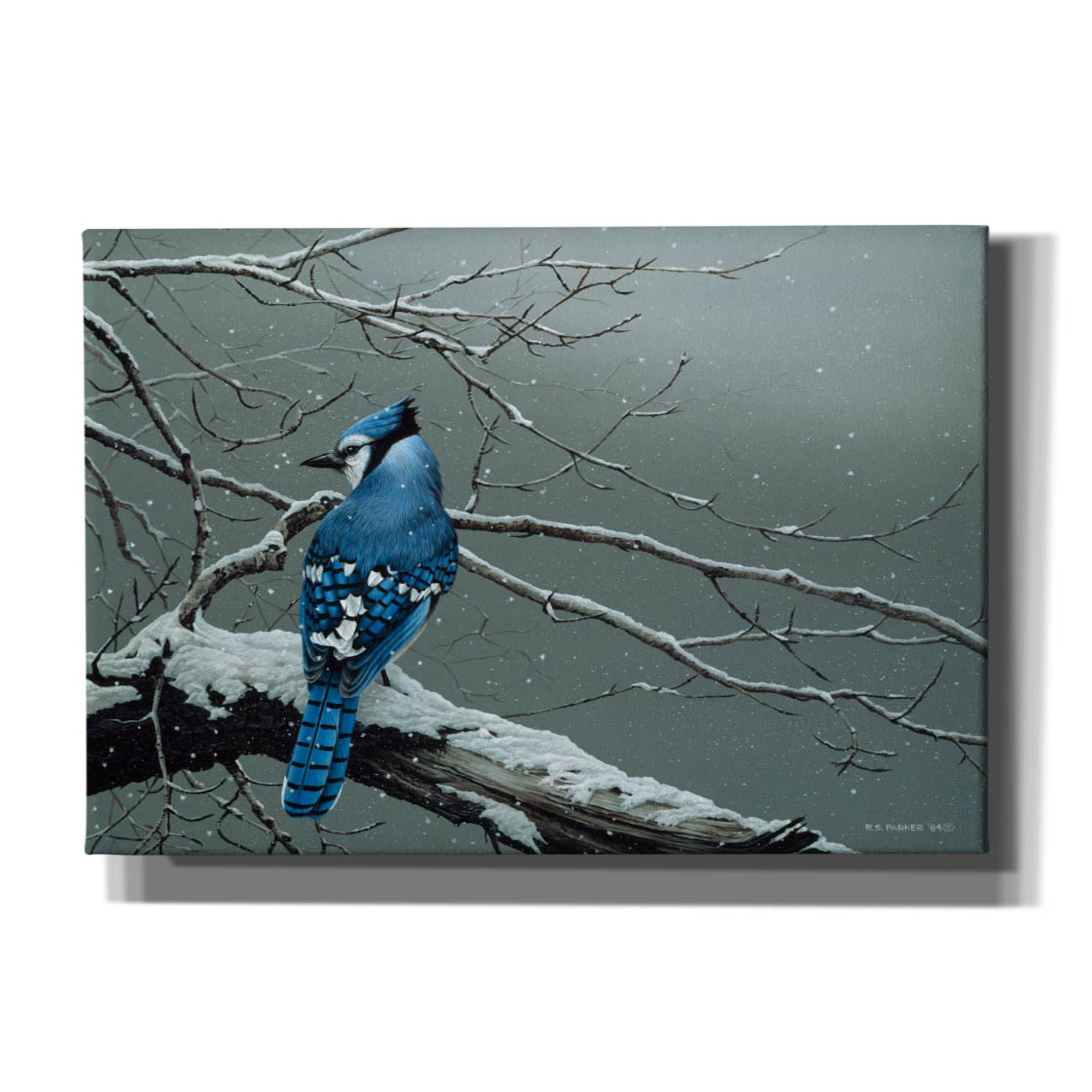 The Holiday Aisle® Winter Jay On Canvas by Ron Parker Print | Wayfair