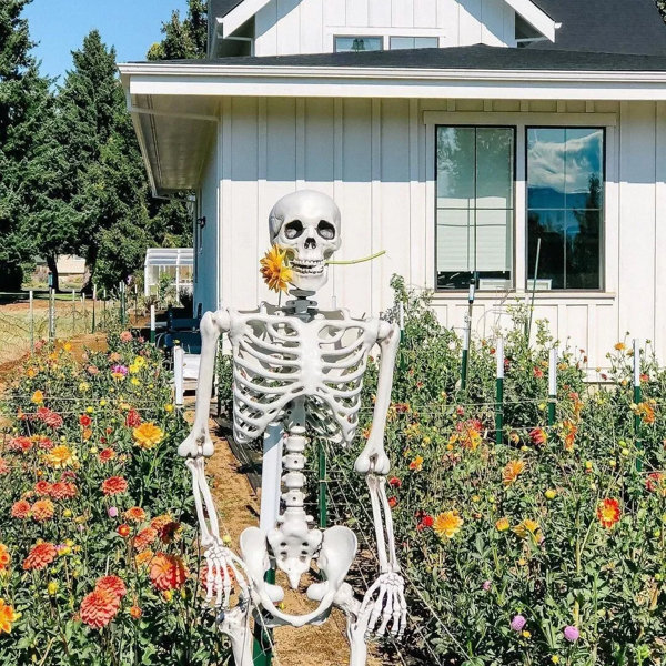 Skeleton | Wayfair