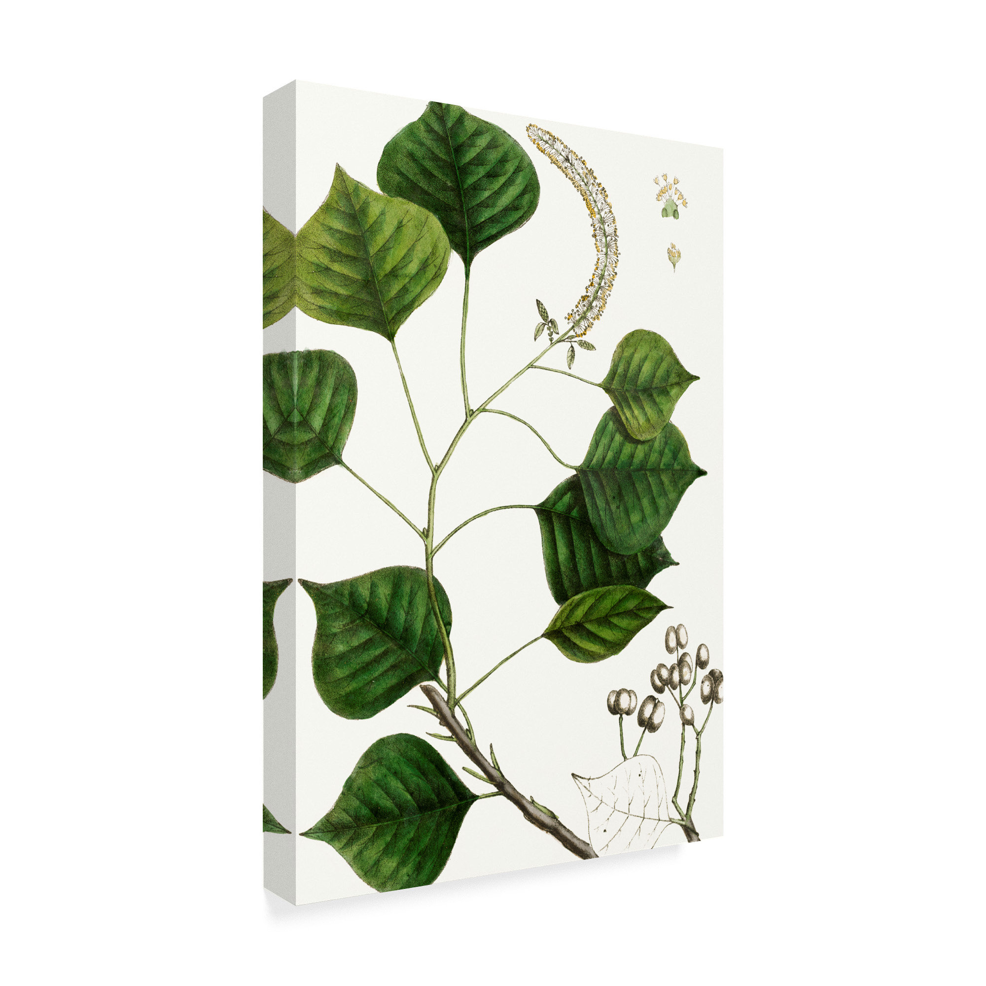 Charlton Home 'Tallow Tree' Graphic Art on Wrapped Canvas - Wayfair Canada