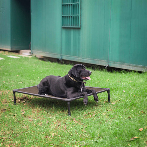 Extra Large Elevated Dog Beds | Wayfair