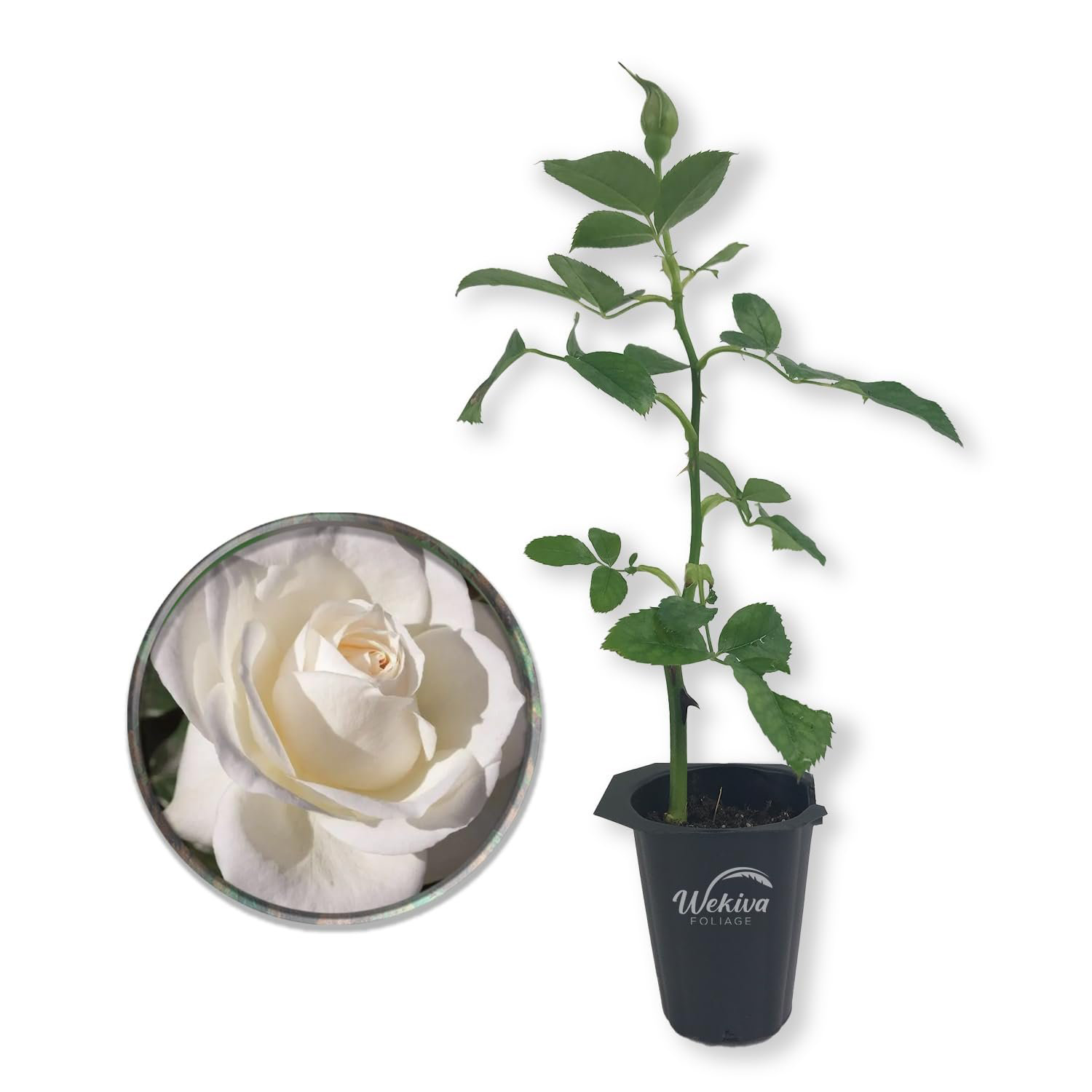 Wekiva Foliage LLC Moondance Rose Bush - Live Starter Plants in 2 Inch ...