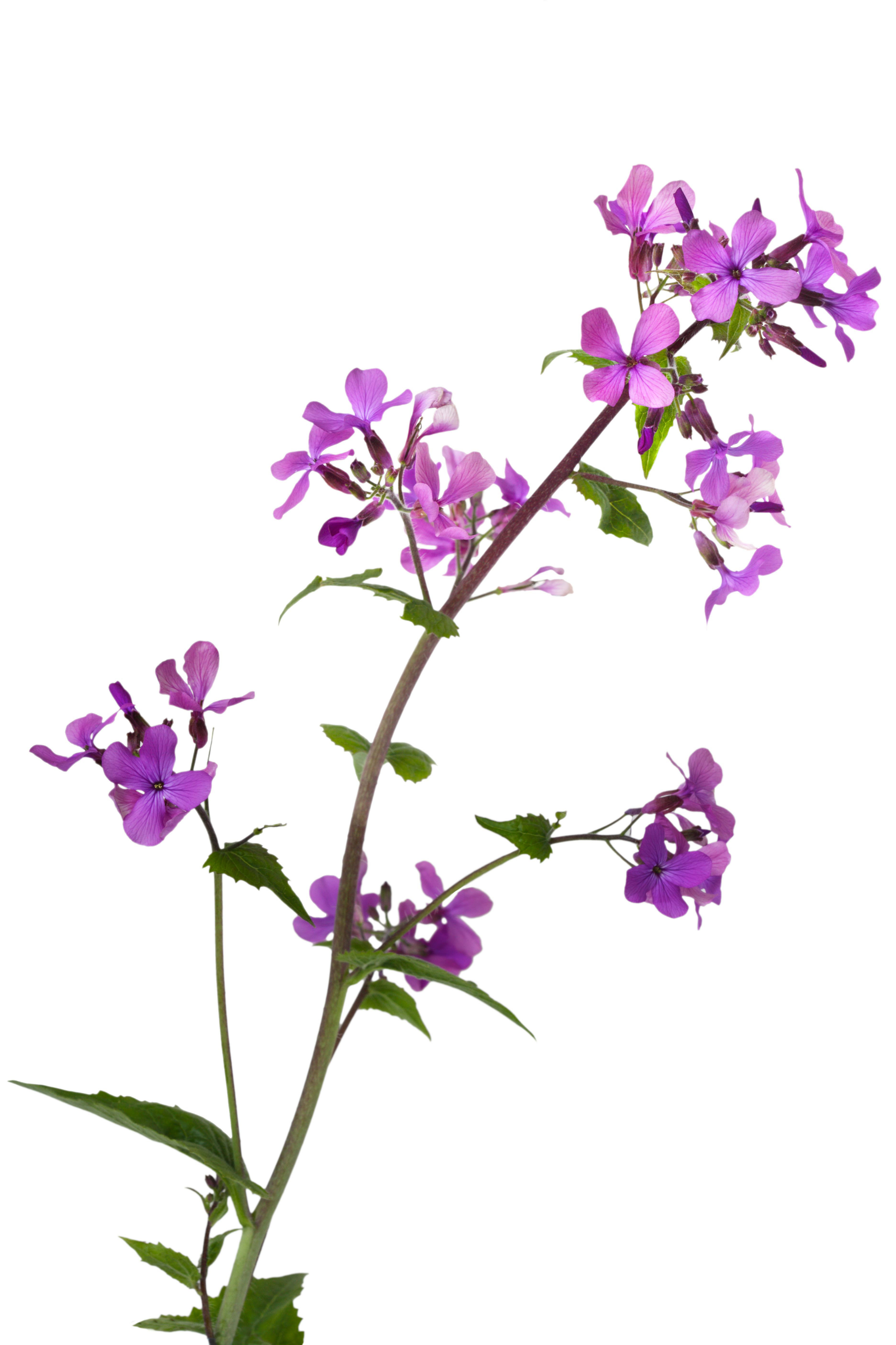 Ebern Designs Dame Rocket Flower - Wrapped Canvas Photograph | Wayfair