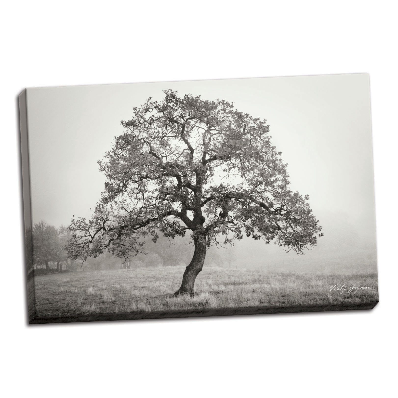 Winston Porter 'Burning Oak III' Photographic Print on Wrapped Canvas ...