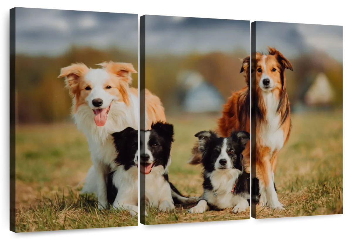 Hokku Designs Border Collie Dogs | Wayfair