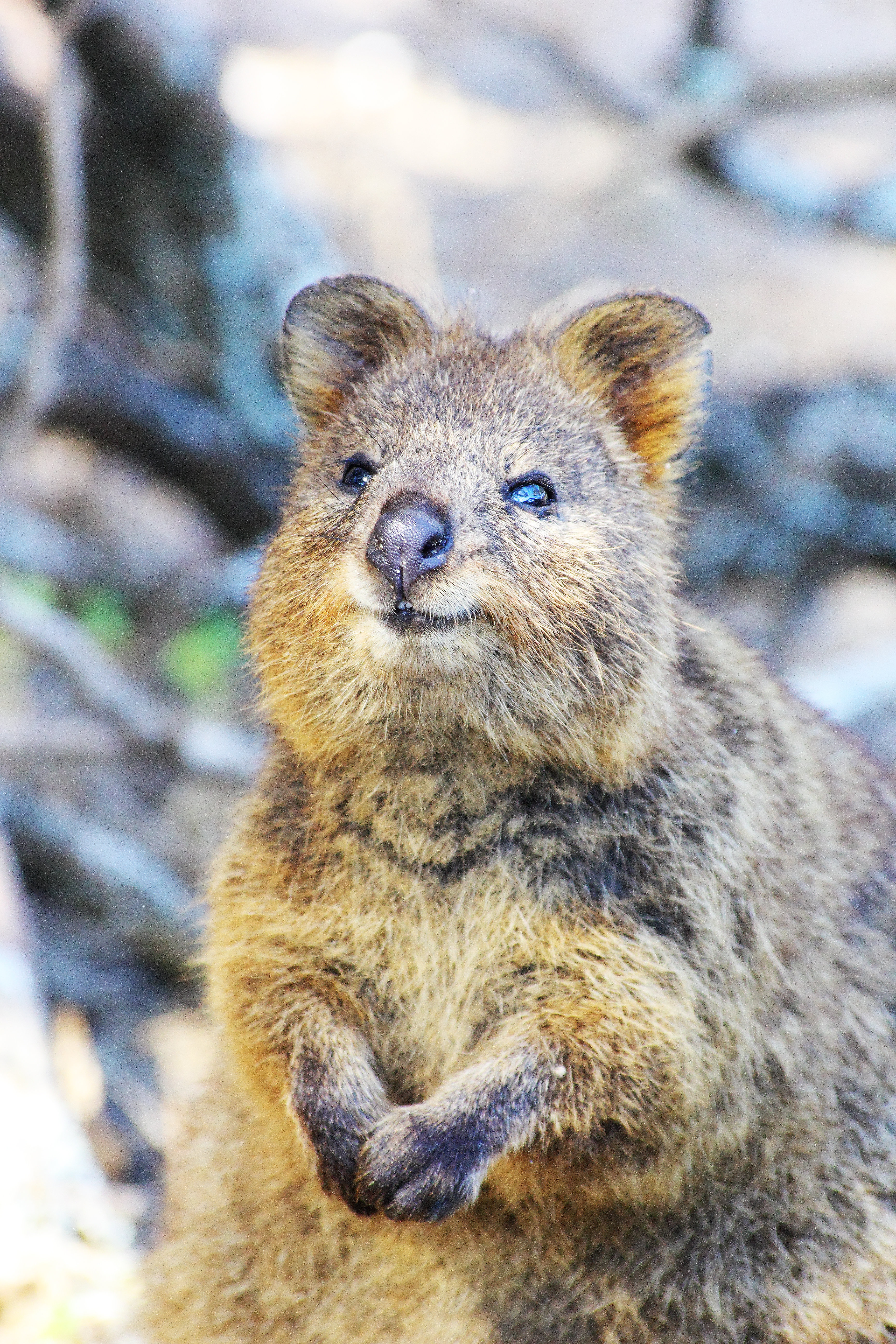 Alpen Home Funny Quokka by J_Knaupe - Wrapped Canvas Photograph ...