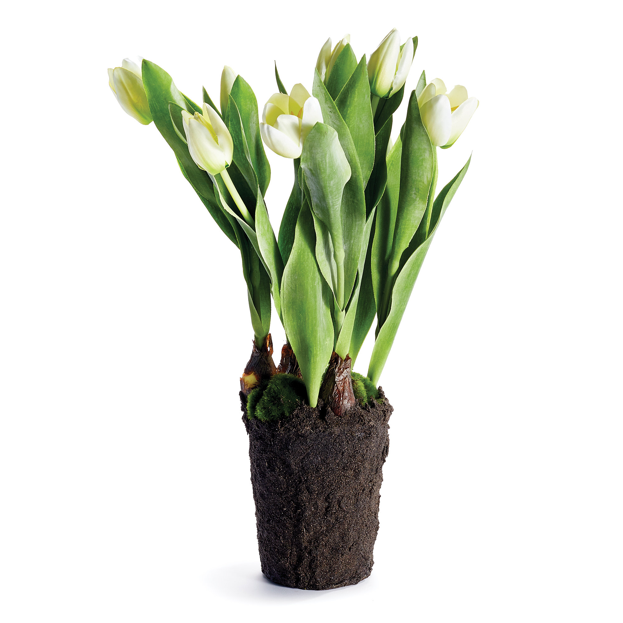Primrue Tulip Drop-in Flowering Plant - Wayfair Canada