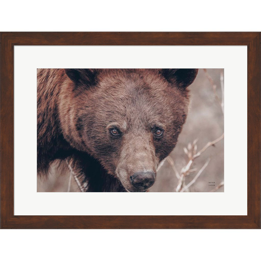 Latitude Run® Bear Portrait by Nathan Larson - Picture Frame Graphic ...
