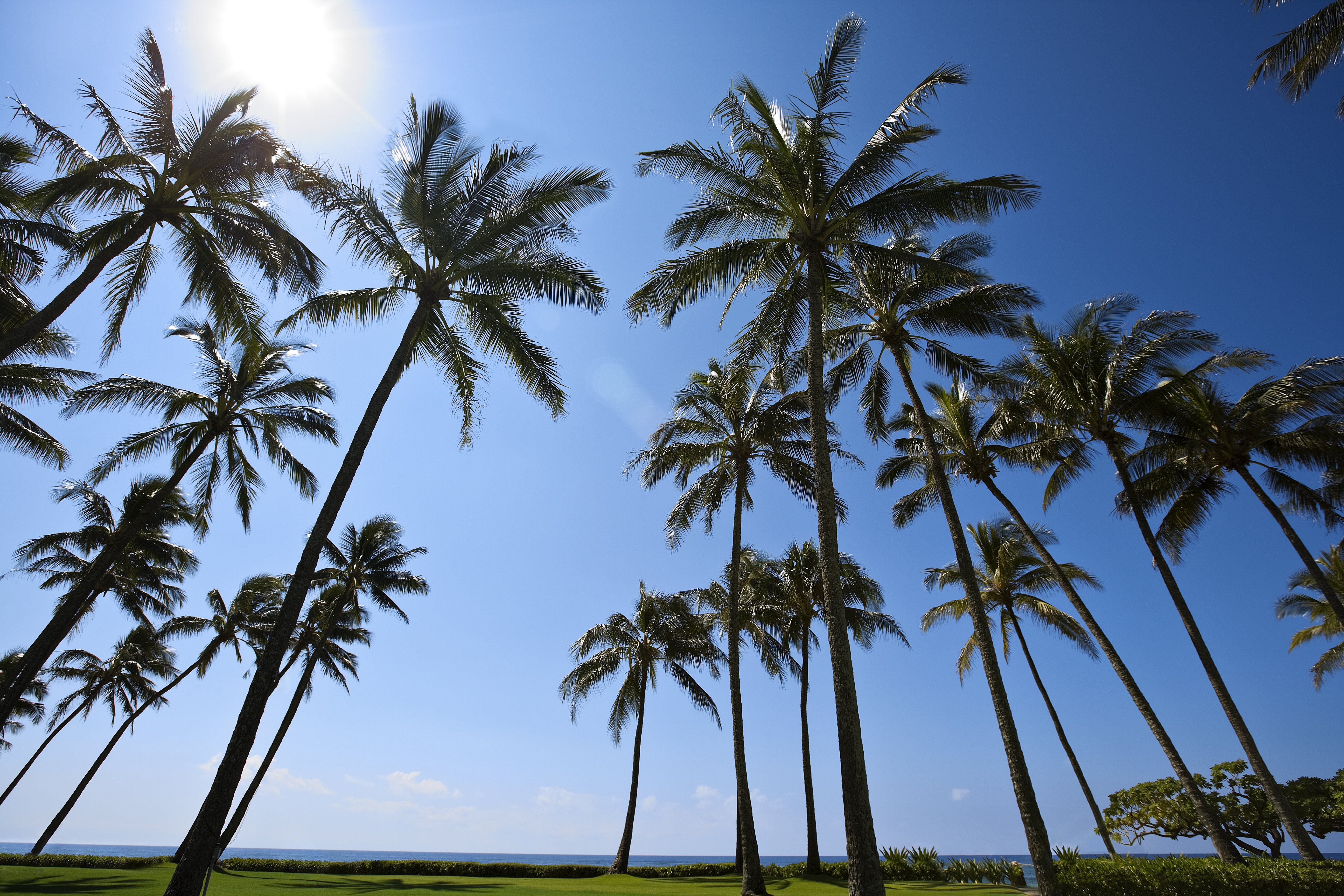 Bay Isle Home™ Giant Coconut Palm Trees by Akurtz | Wayfair